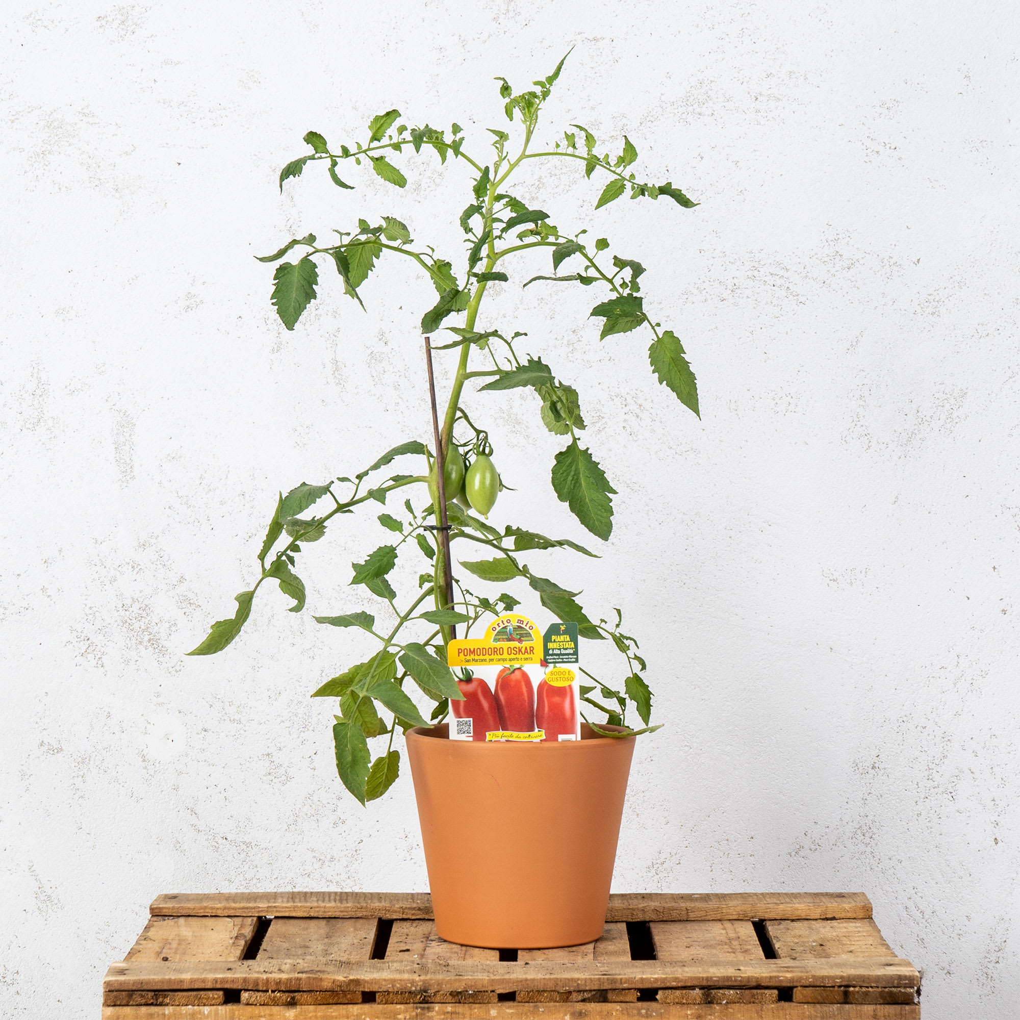 Tomate injertado Largo San Marzano- Planta de huerto | Fronda