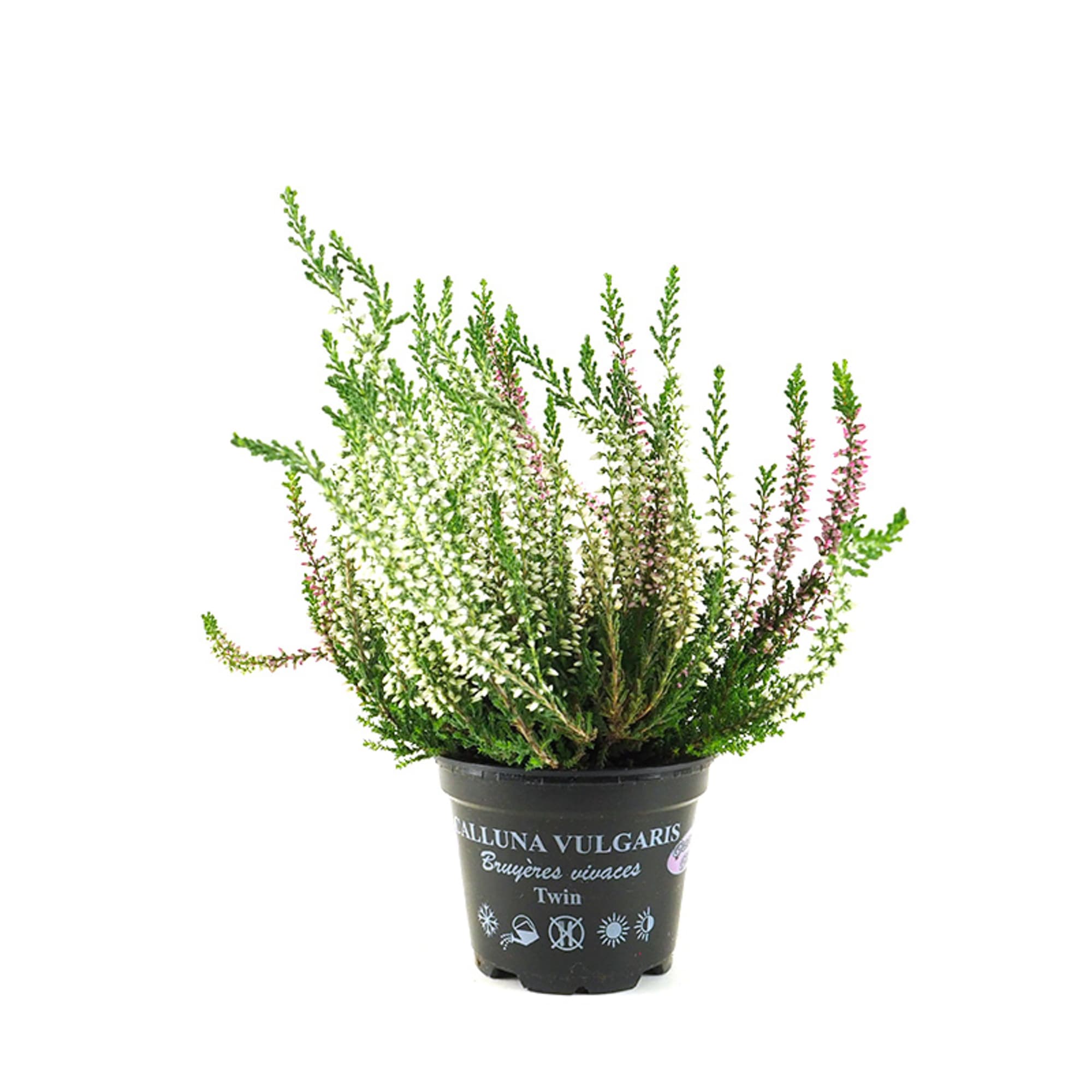 Comprar Brezo común - Calluna (varios colores) | Fronda