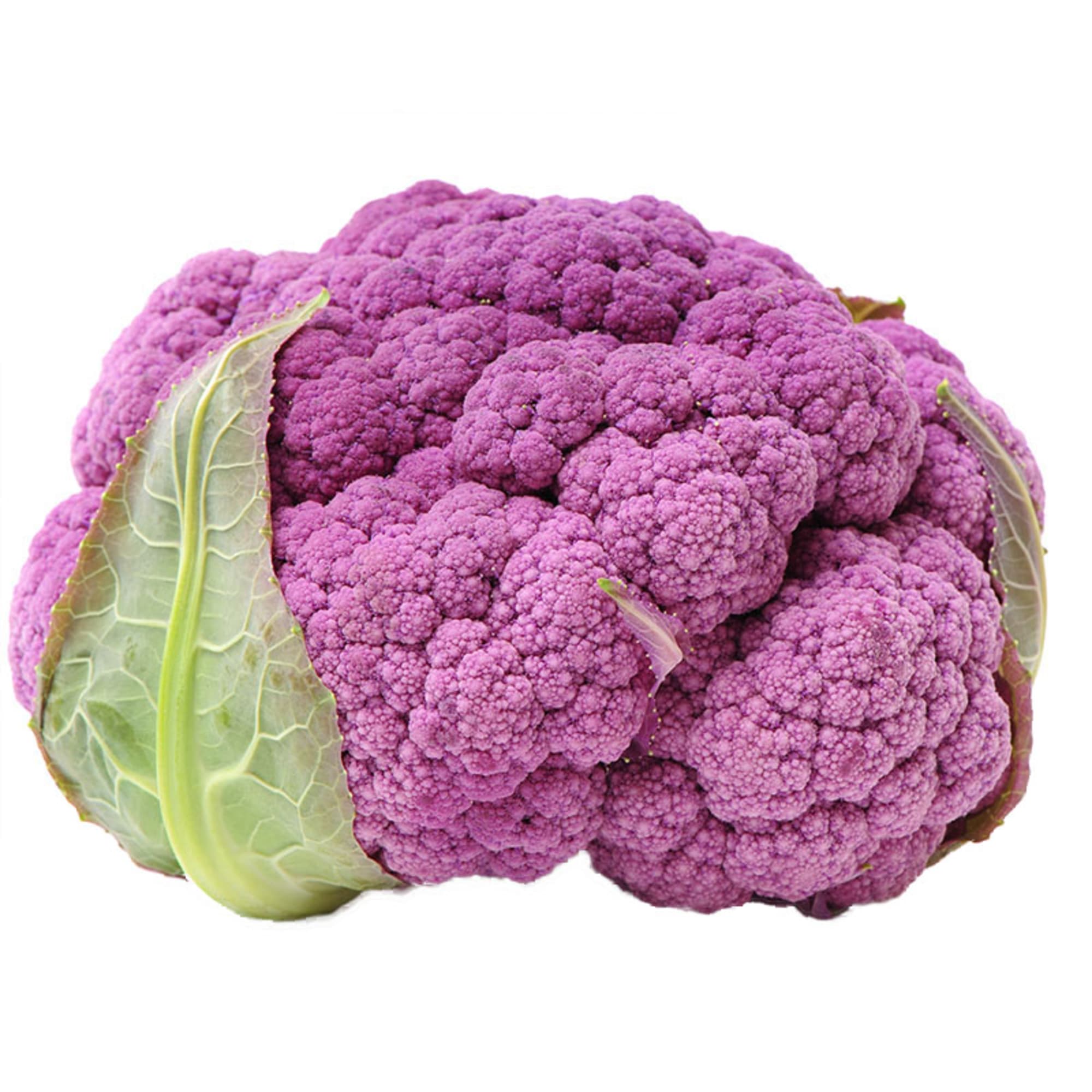 Comprar Coliflor morada - Planta de huerto | Fronda