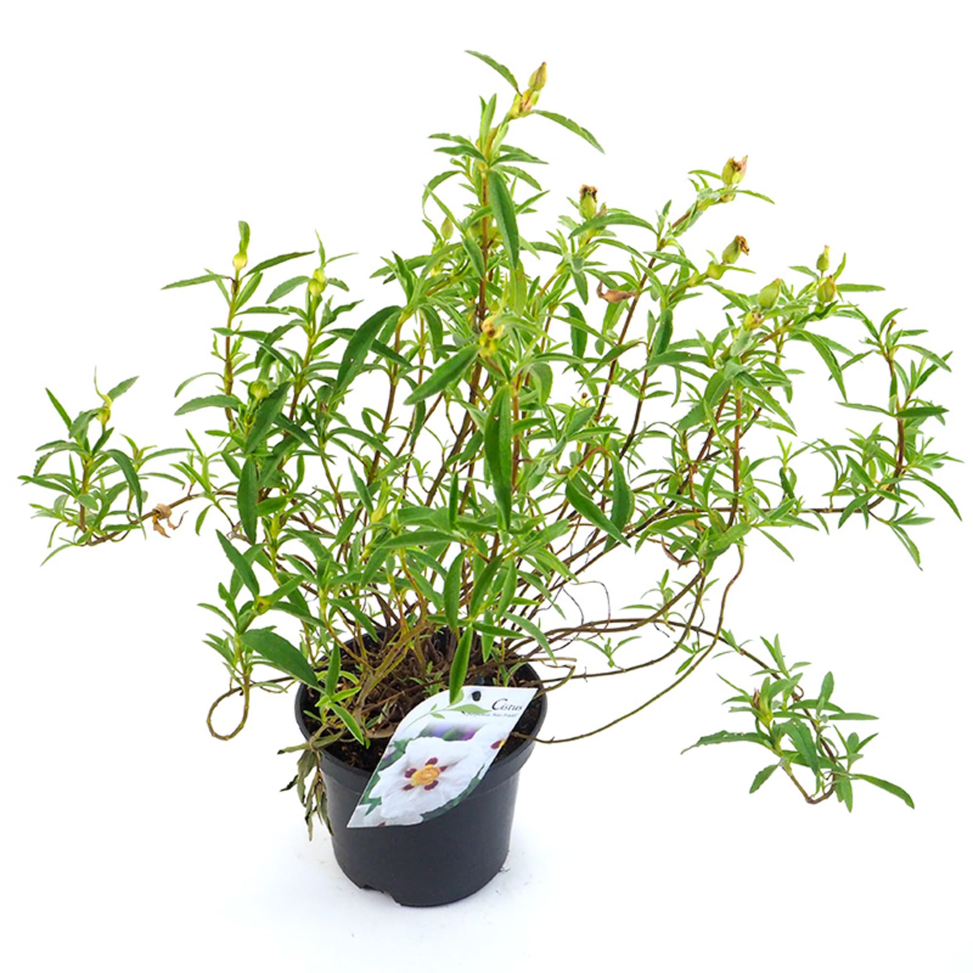 Comprar Jara (cistus x purpureus "alan fradd") | Fronda