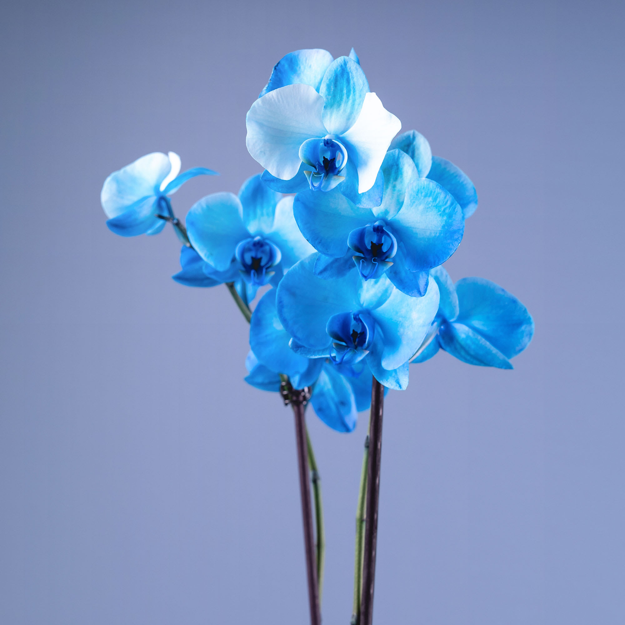 Comprar Orquídea Premium Phalaenopsis 'Royal Blue' | Fronda