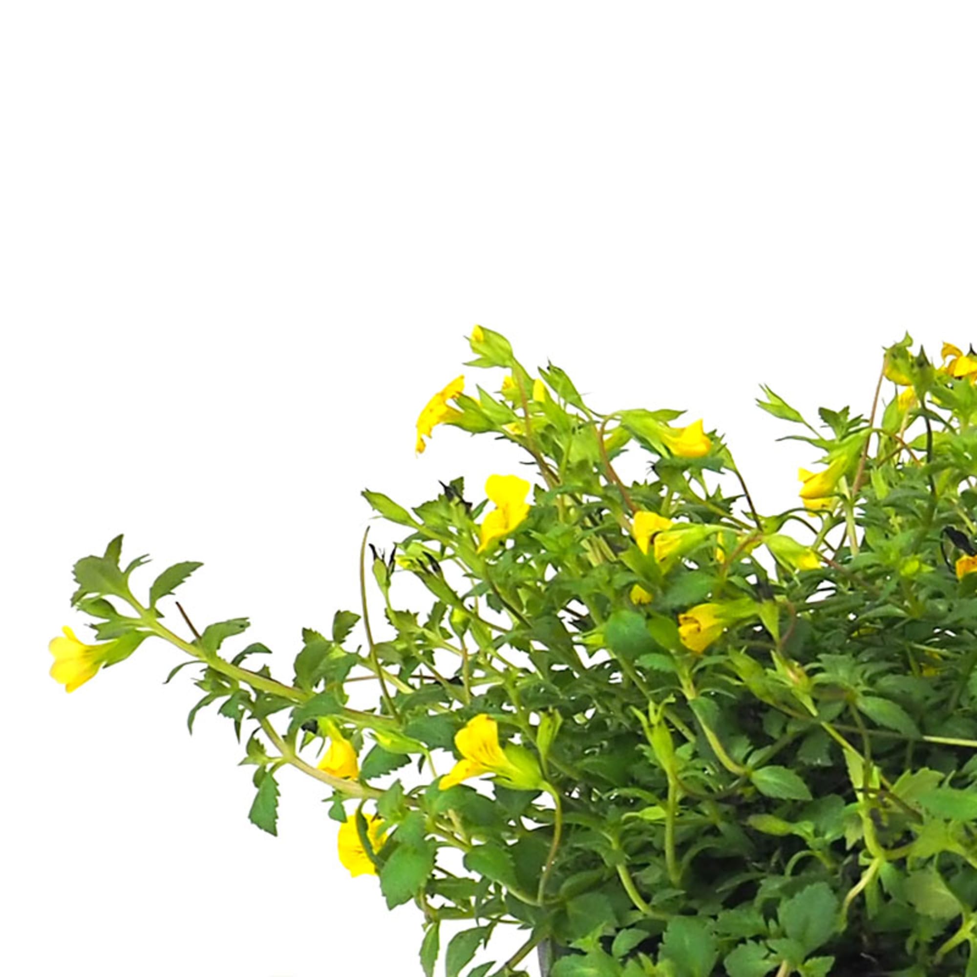 Comprar Mecardonia | Fronda