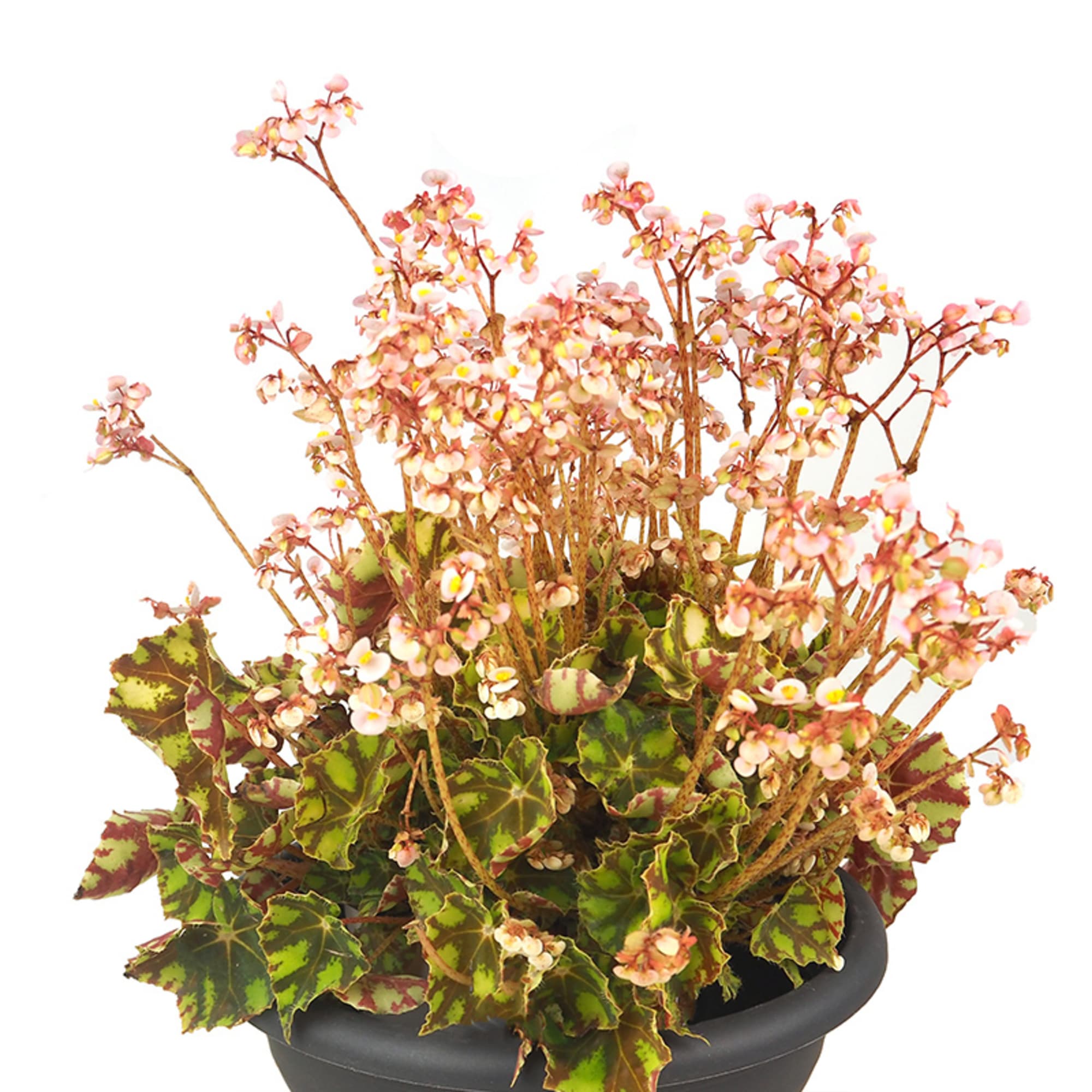 Comprar Begonia tiger | Fronda