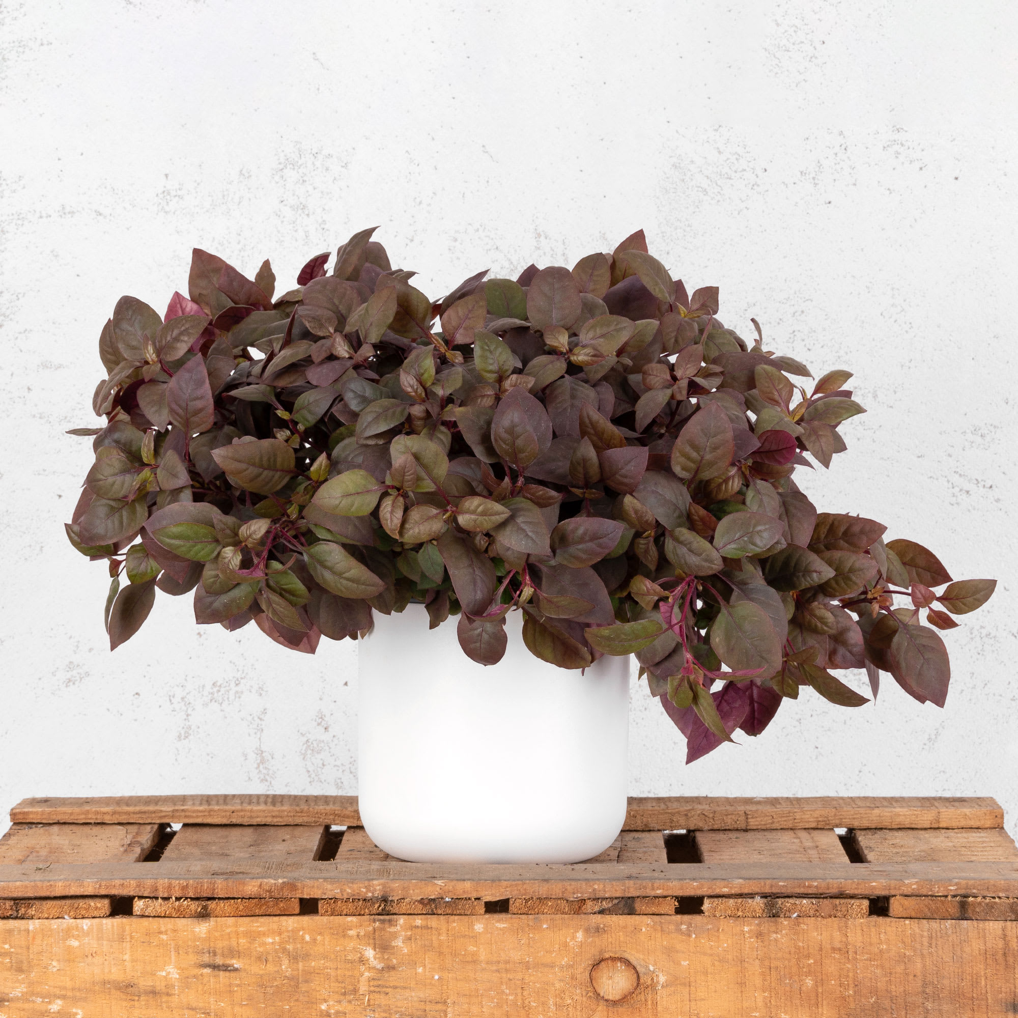 Alternanthera purple | Fronda