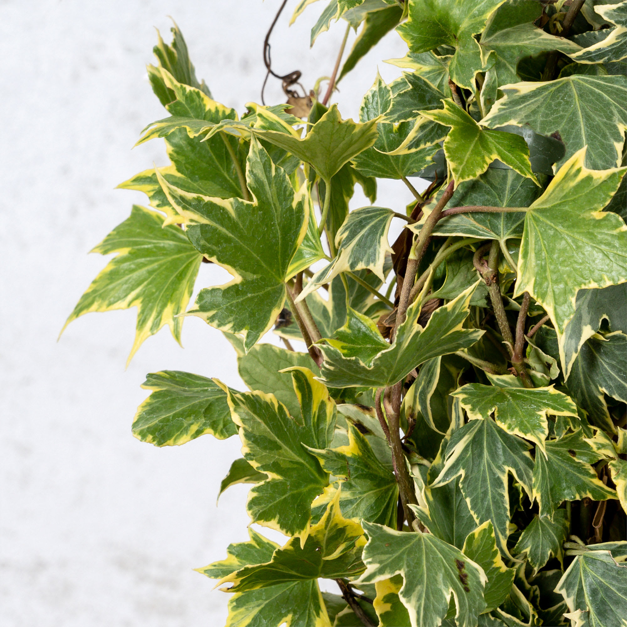 Comprar Hiedra mini variegata (hedera mini variegata) | Fronda