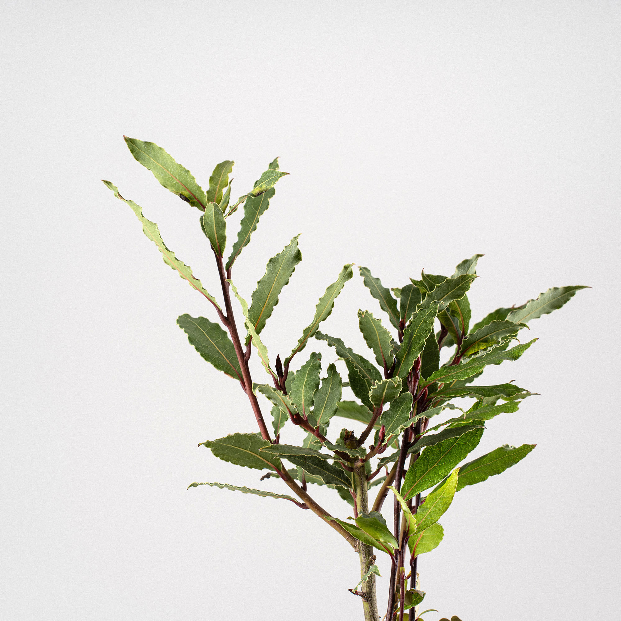 Comprar Laurel (laurus nobilis) - Planta aromática | Fronda