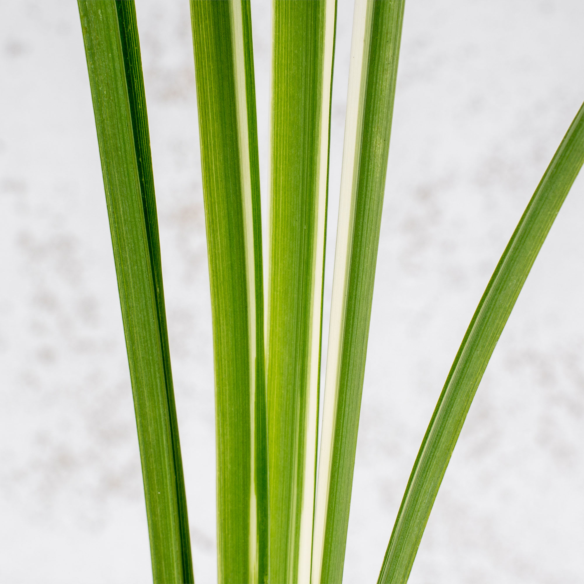 Iris Kaempferi - Planta palustre de estanque | Fronda