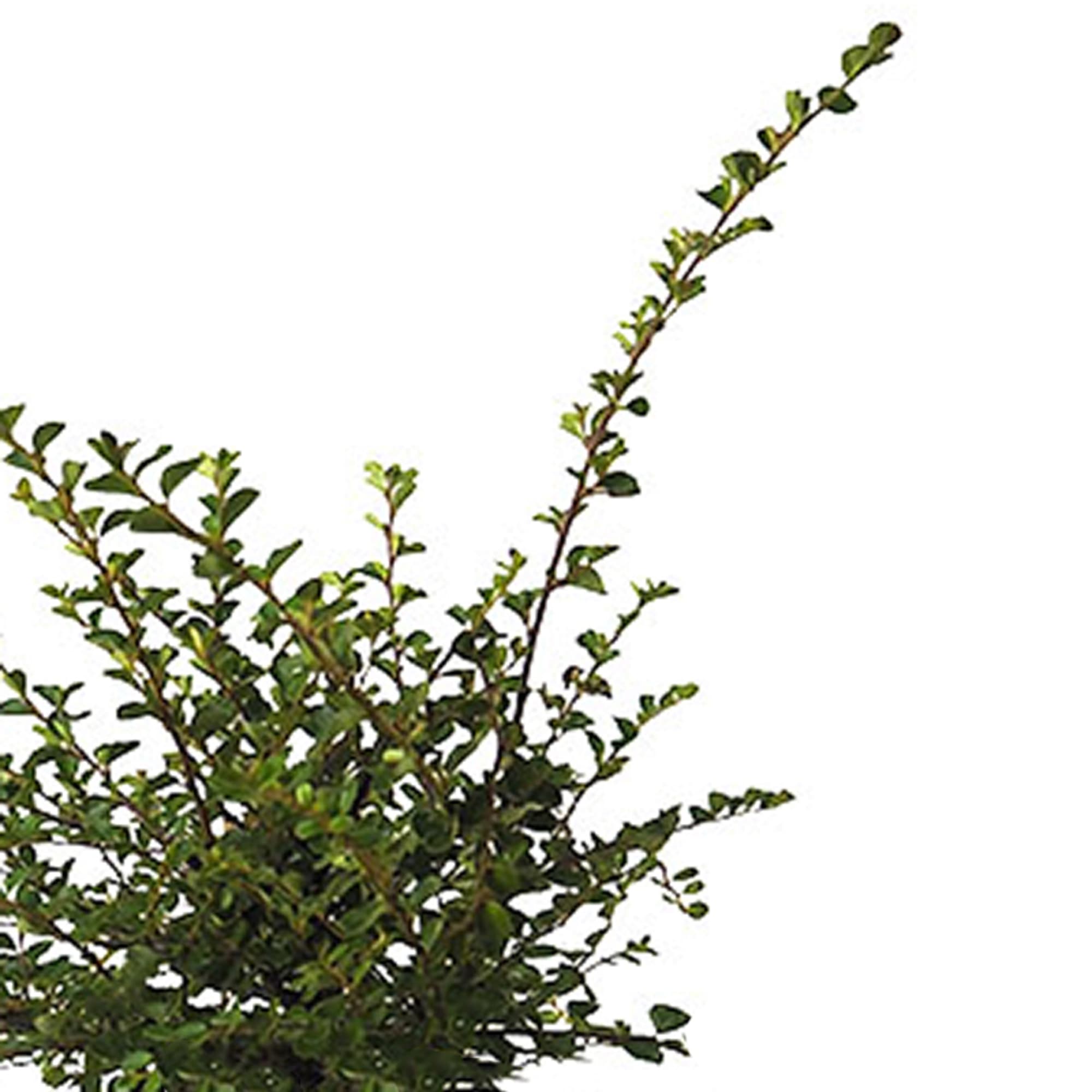 Comprar Coprosma golden gem bola | Fronda