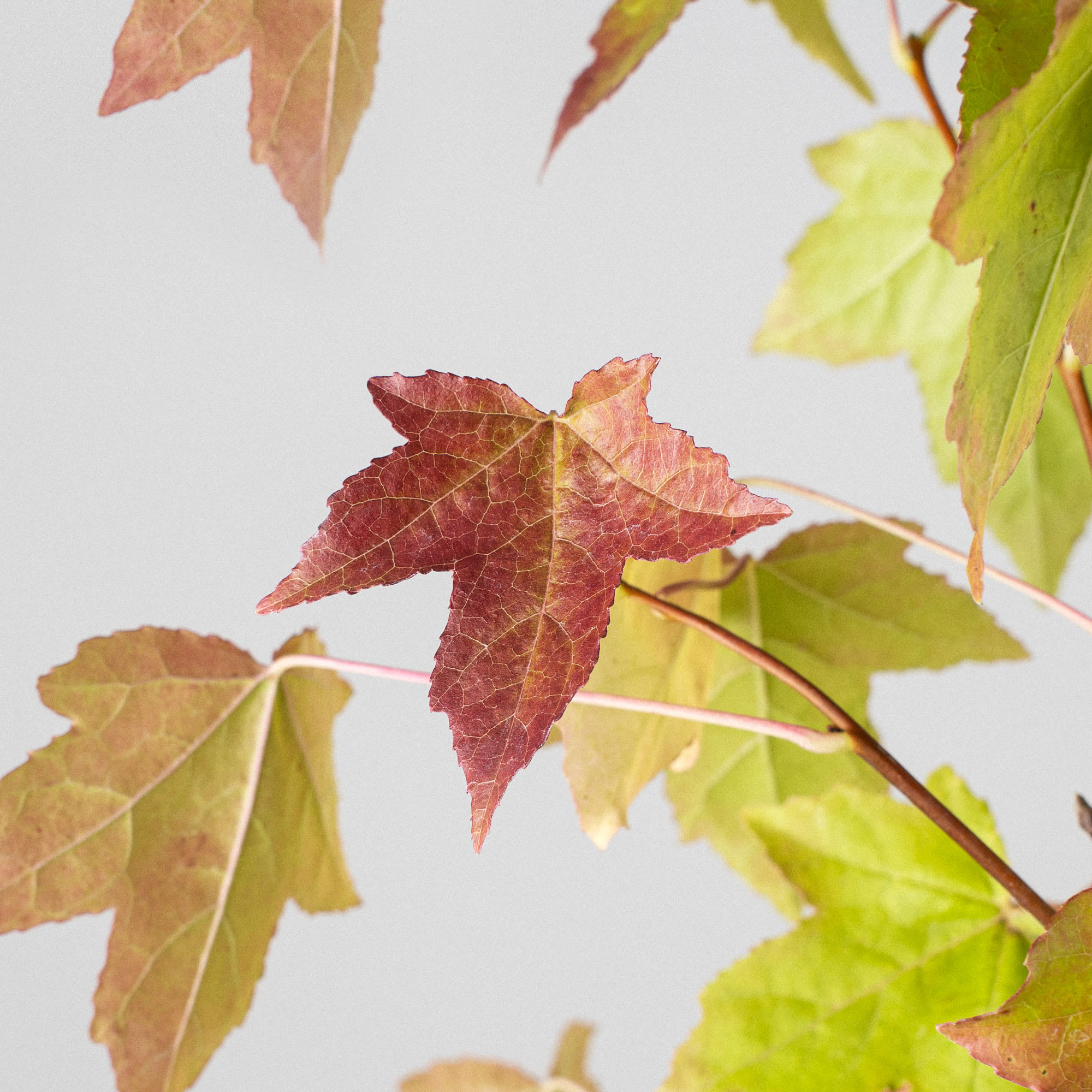 Árbol del ambar (liquidambar styraciflua) | Fronda