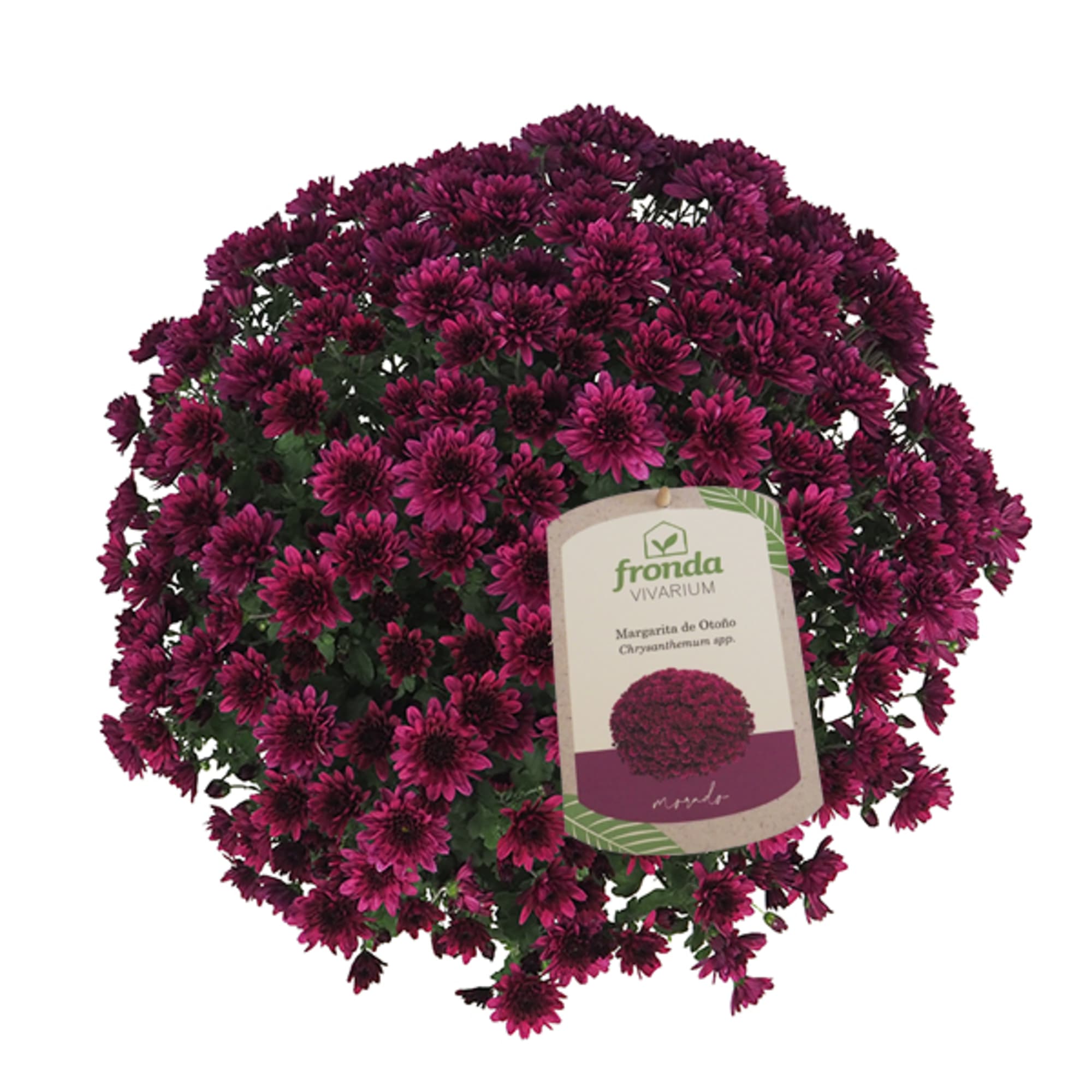 Comprar Crisantemo de Bola Morado | Fronda