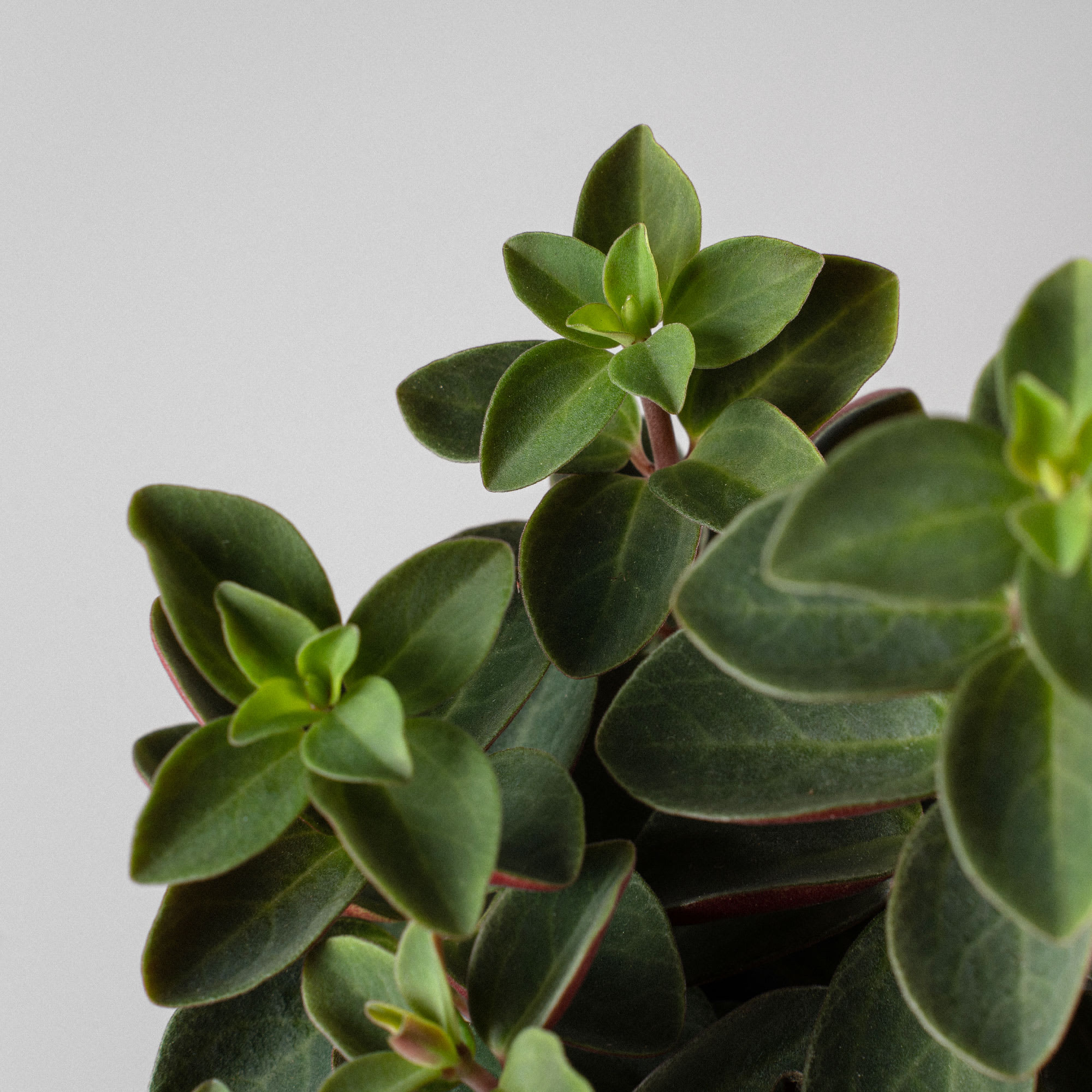 Peperomia red log | Fronda