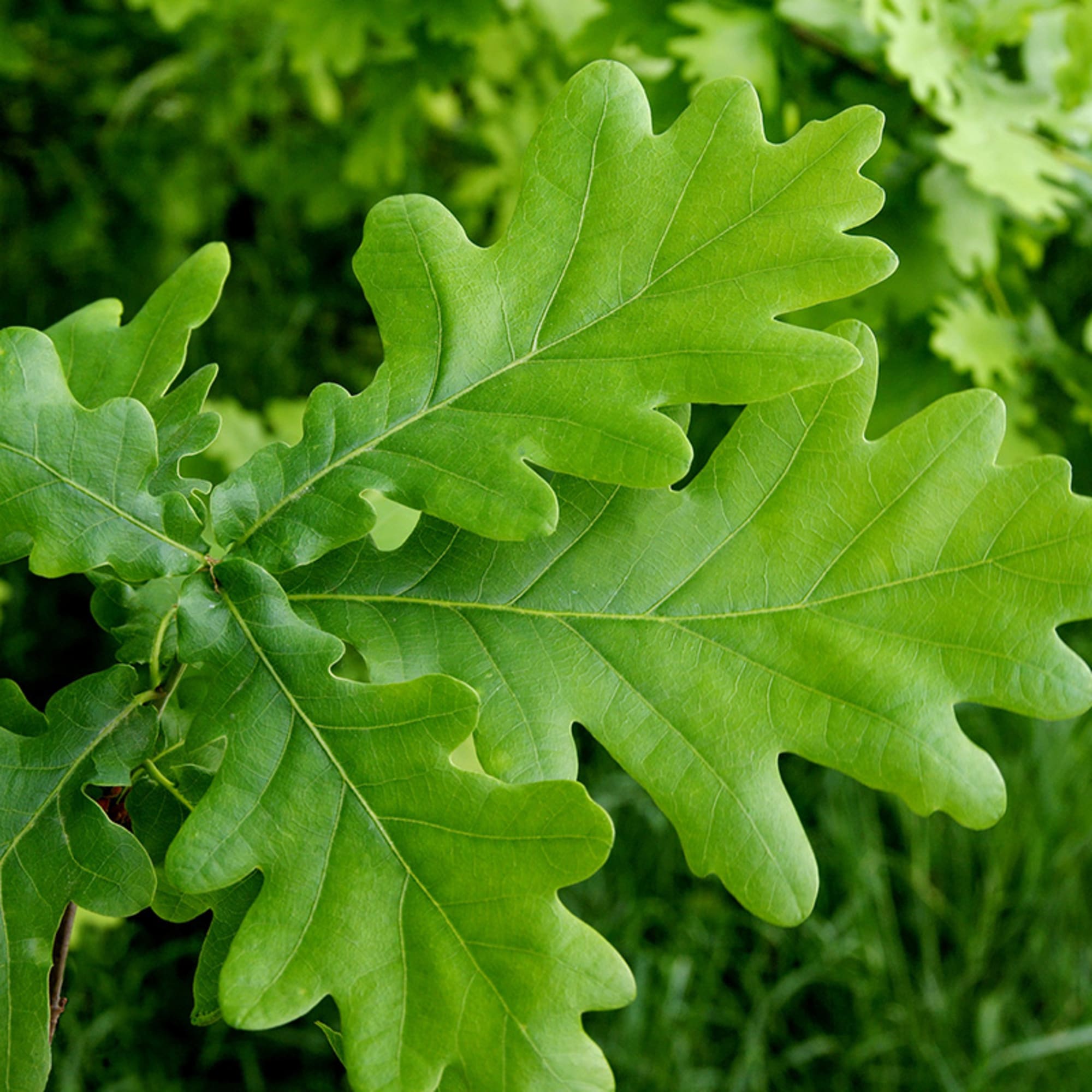 Comprar Roble (quercus robur) | Fronda