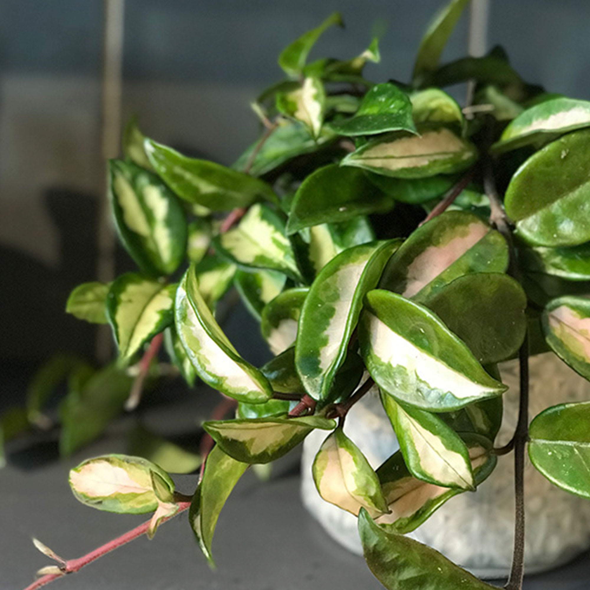 Comprar Hoya carnosa 'Rubra' | Fronda