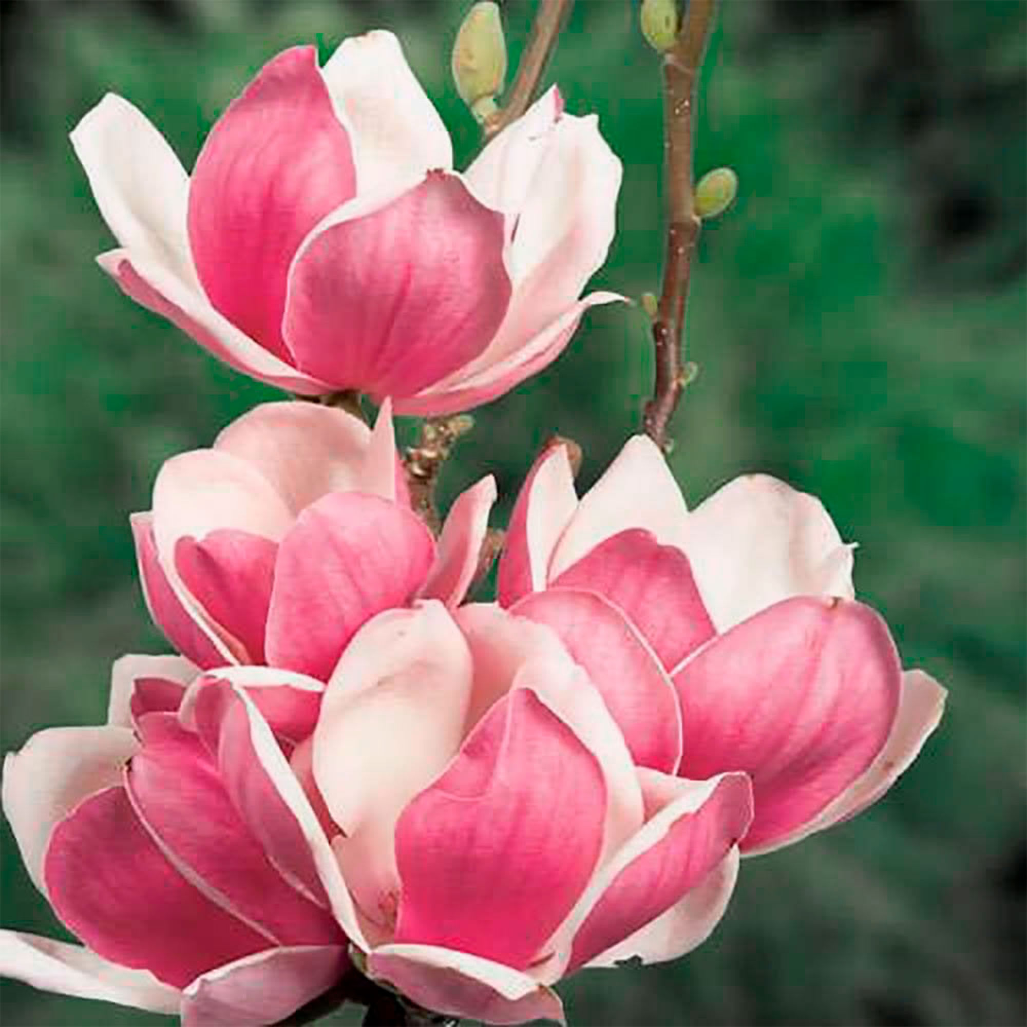 Magnolia "Satisfaction" | Fronda