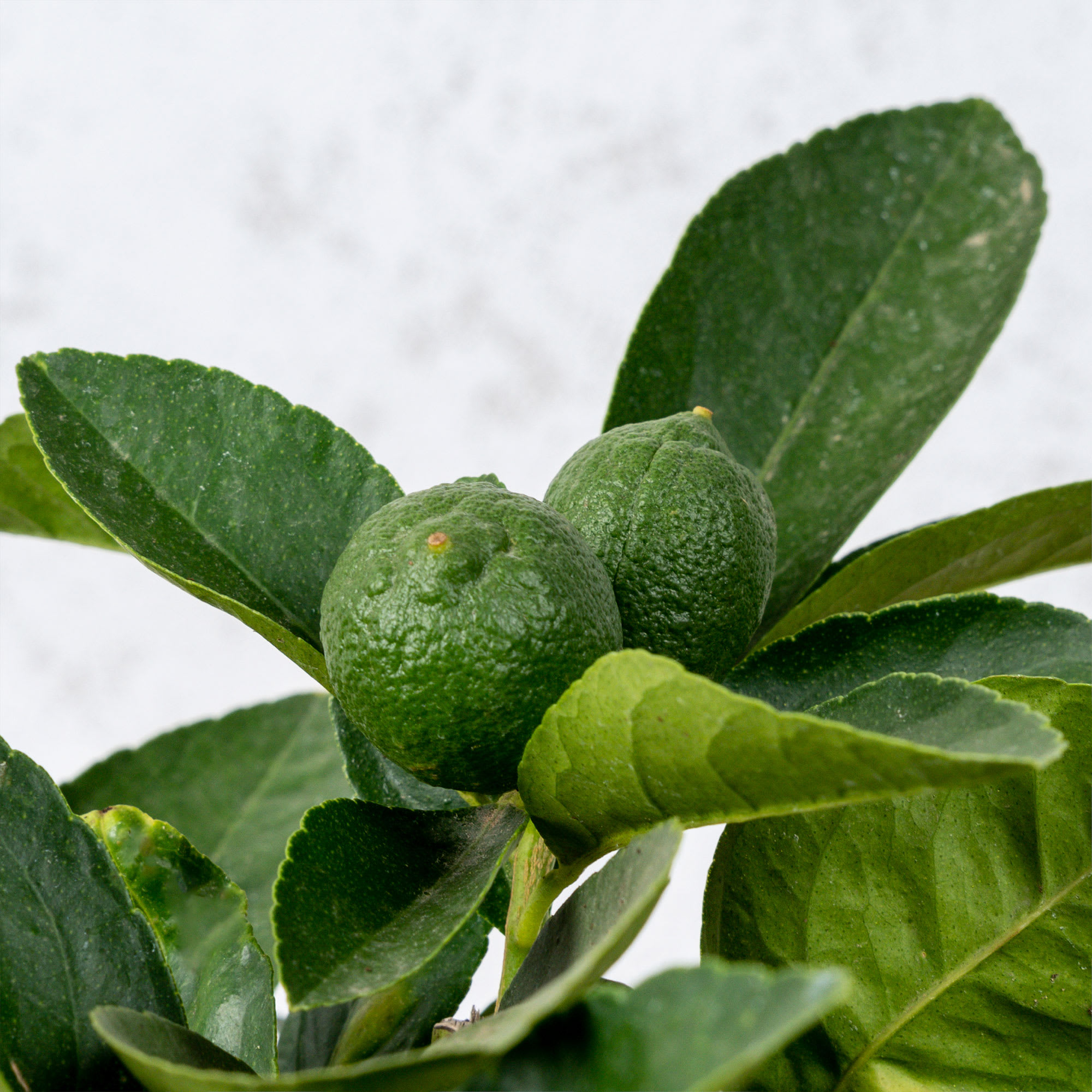 Comprar Lima Persa (árbol frutal cítrico) | Fronda