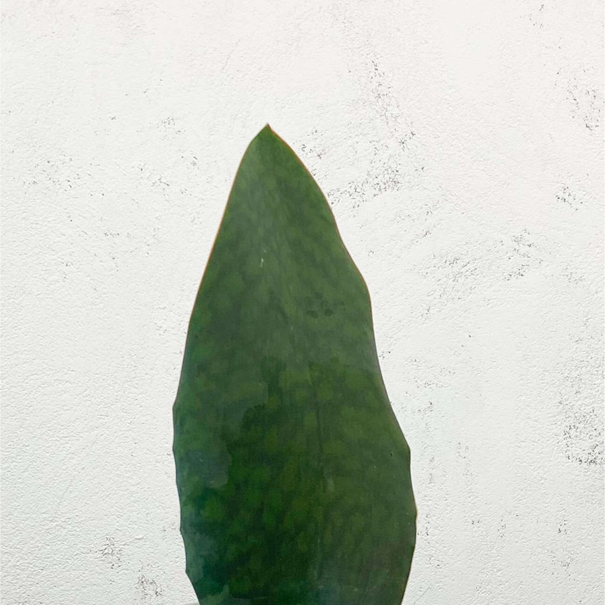 Comprar Sansevieria masoniana 'Victoria' | Fronda