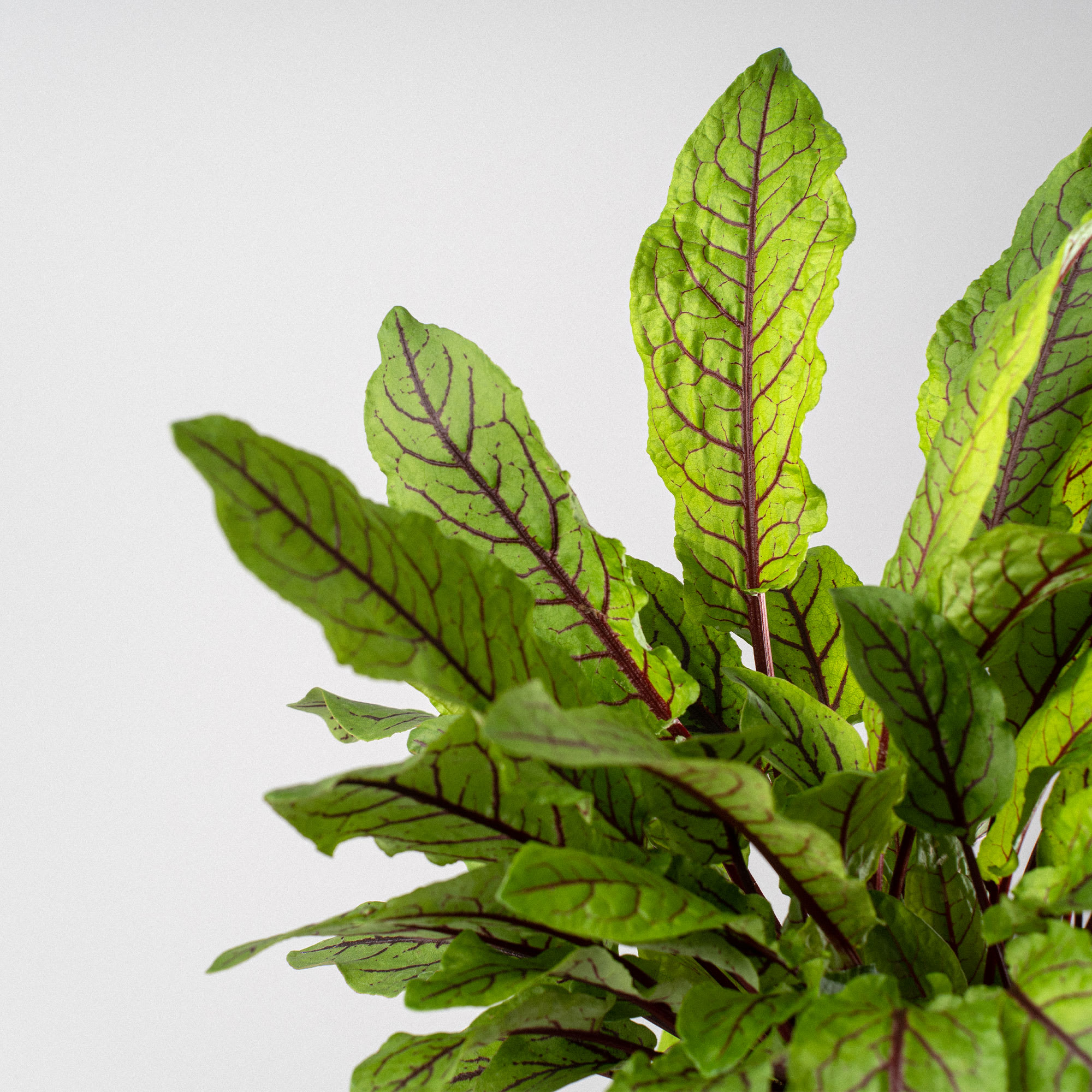 Comprar Acedera (rumex acetosa) - Planta aromática | Fronda