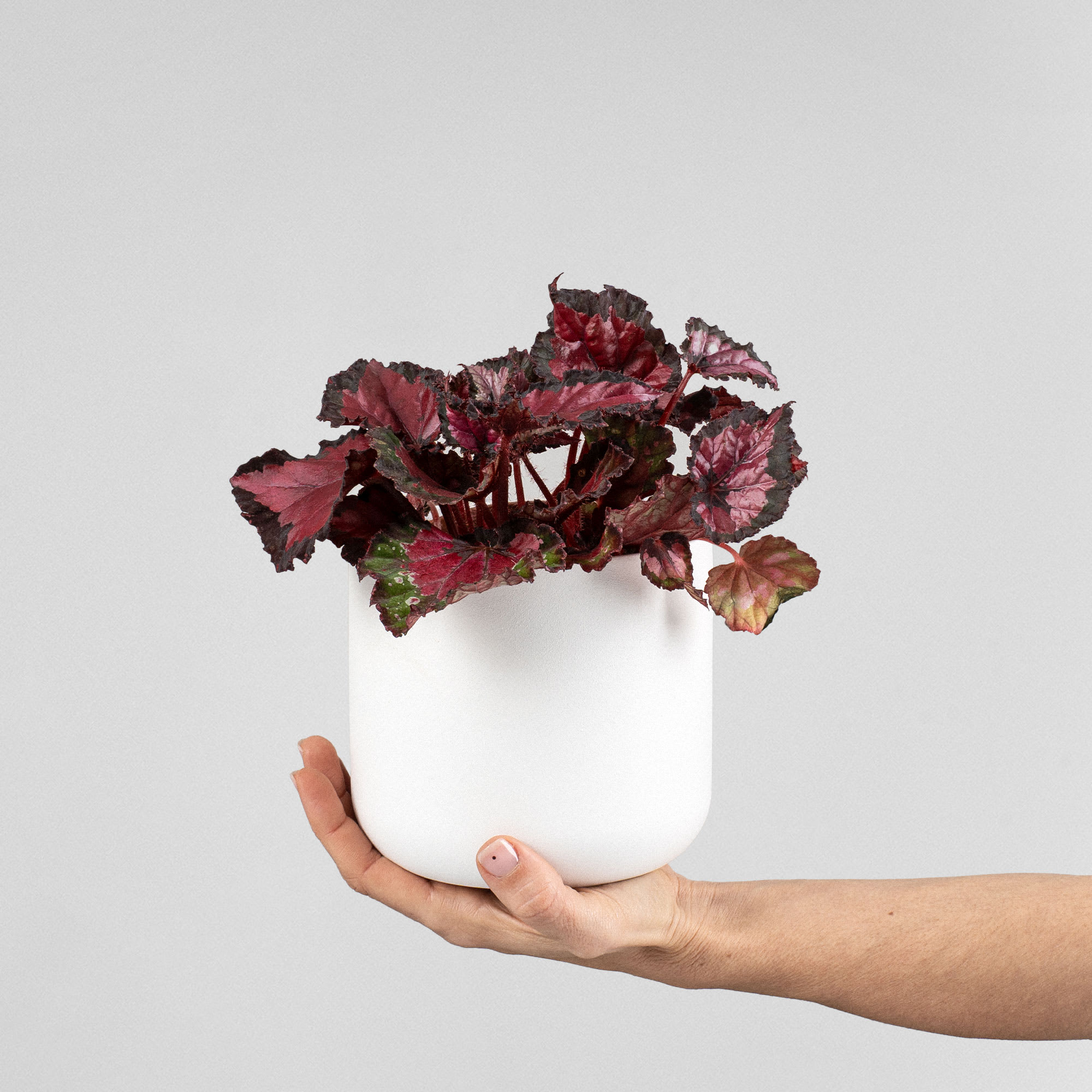Comprar Begonia Inca Night® | Fronda