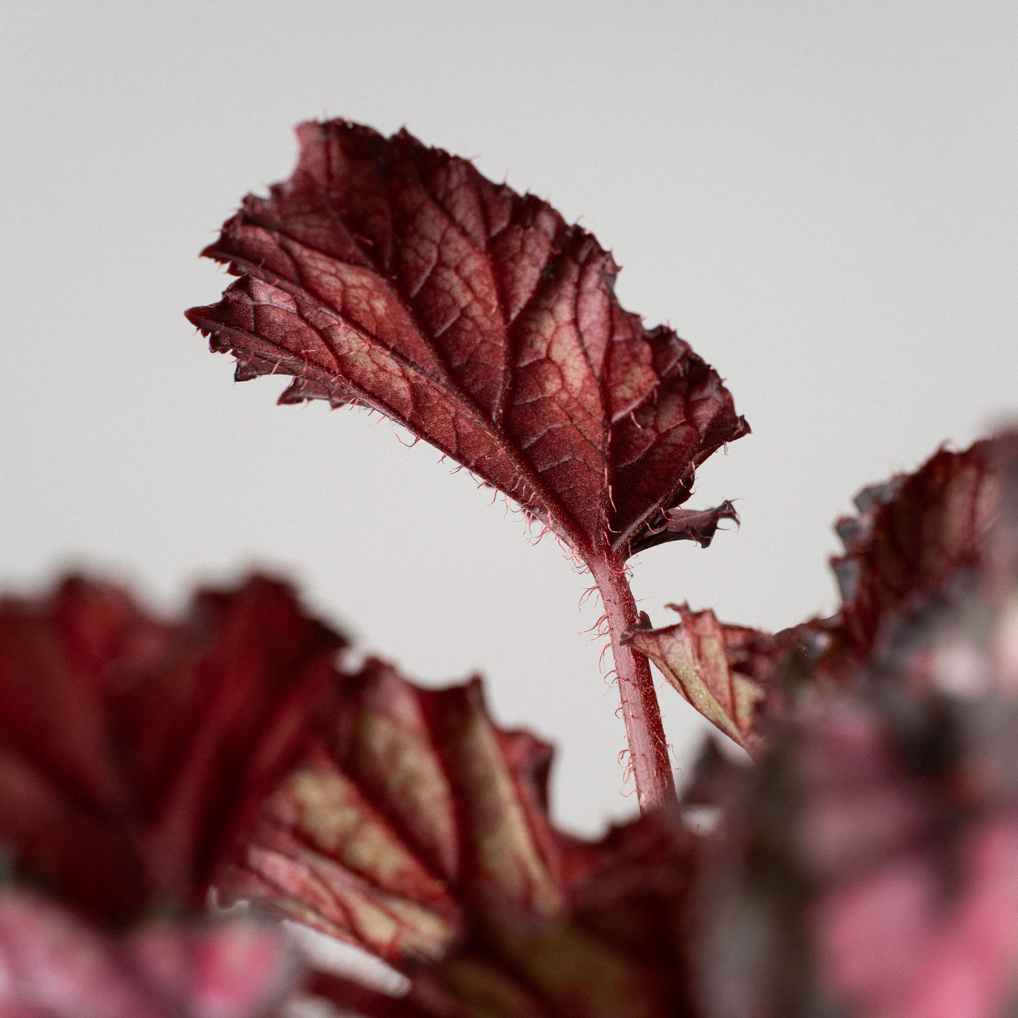 Comprar Begonia Inca Night® | Fronda
