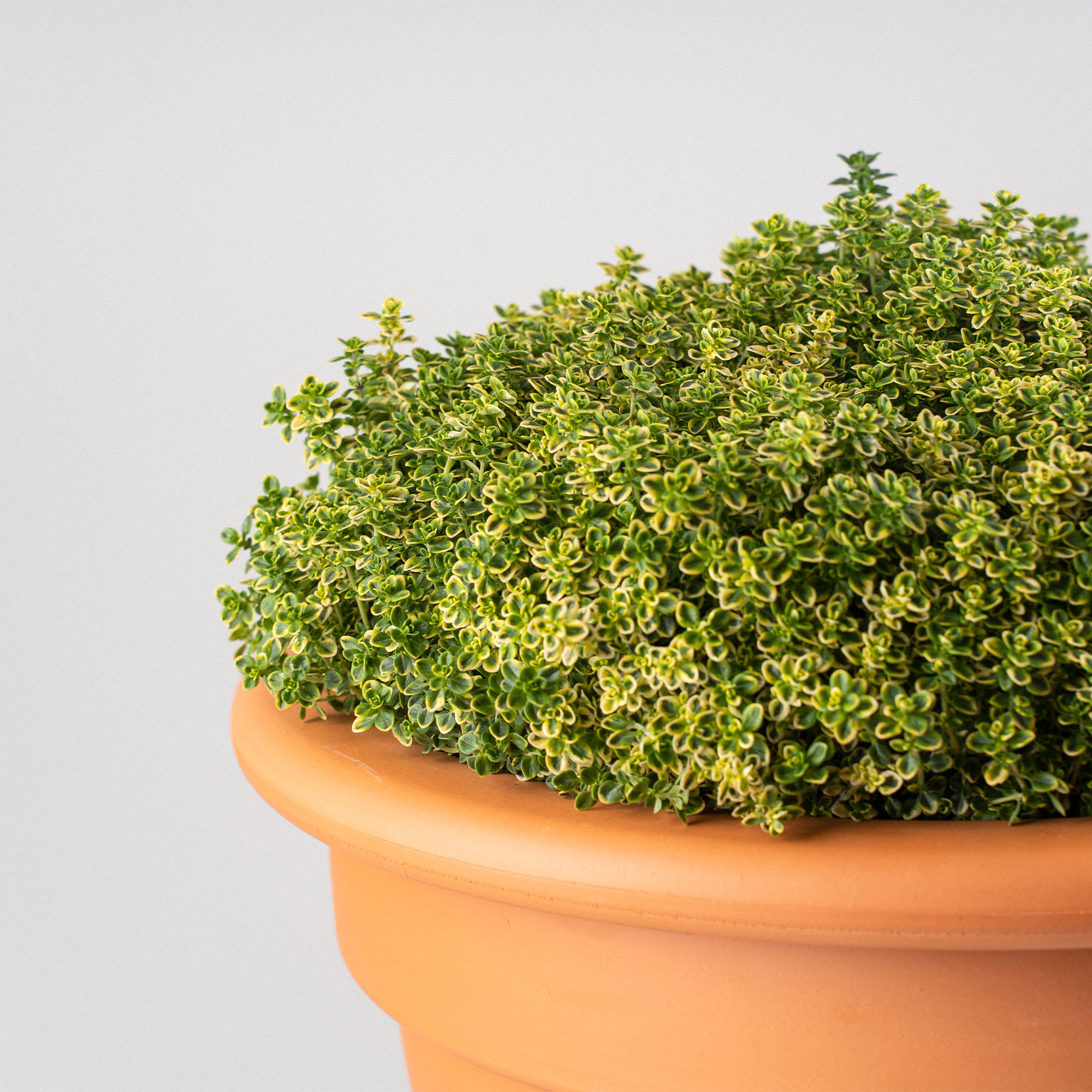 Tomillo limón (thymus × citriodorus) - Planta aromática | Fronda