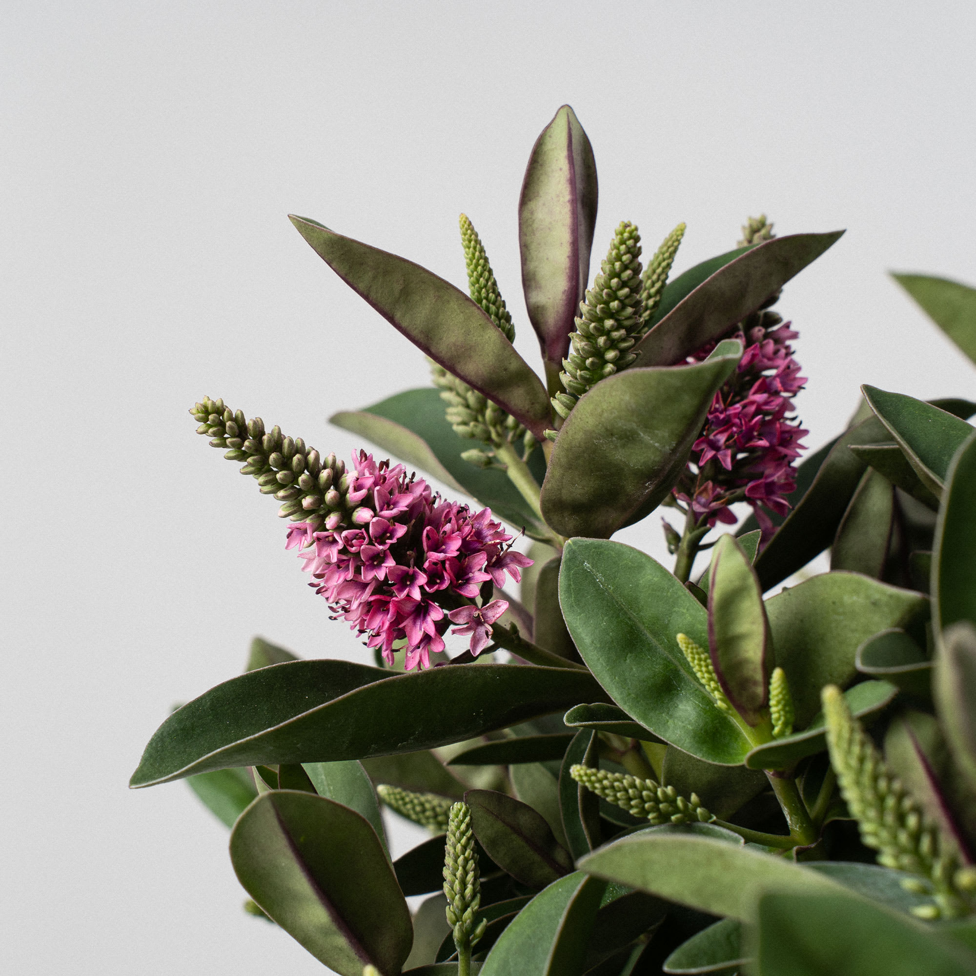 Comprar Hebe Addenda® 'Donna Eva' | Fronda