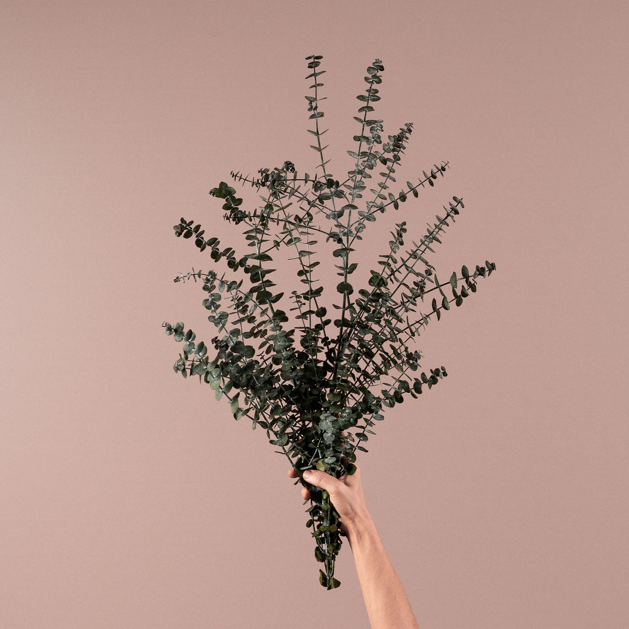 Ramo Preservado de Eucalipto Baby Blue Verde | Fronda