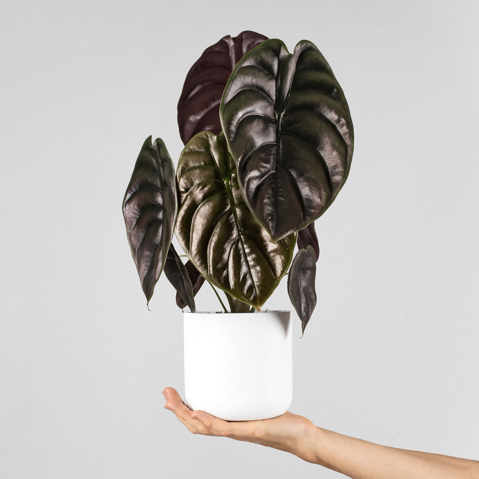 Comprar Alocasia cuprea 'Red Secret' | Fronda
