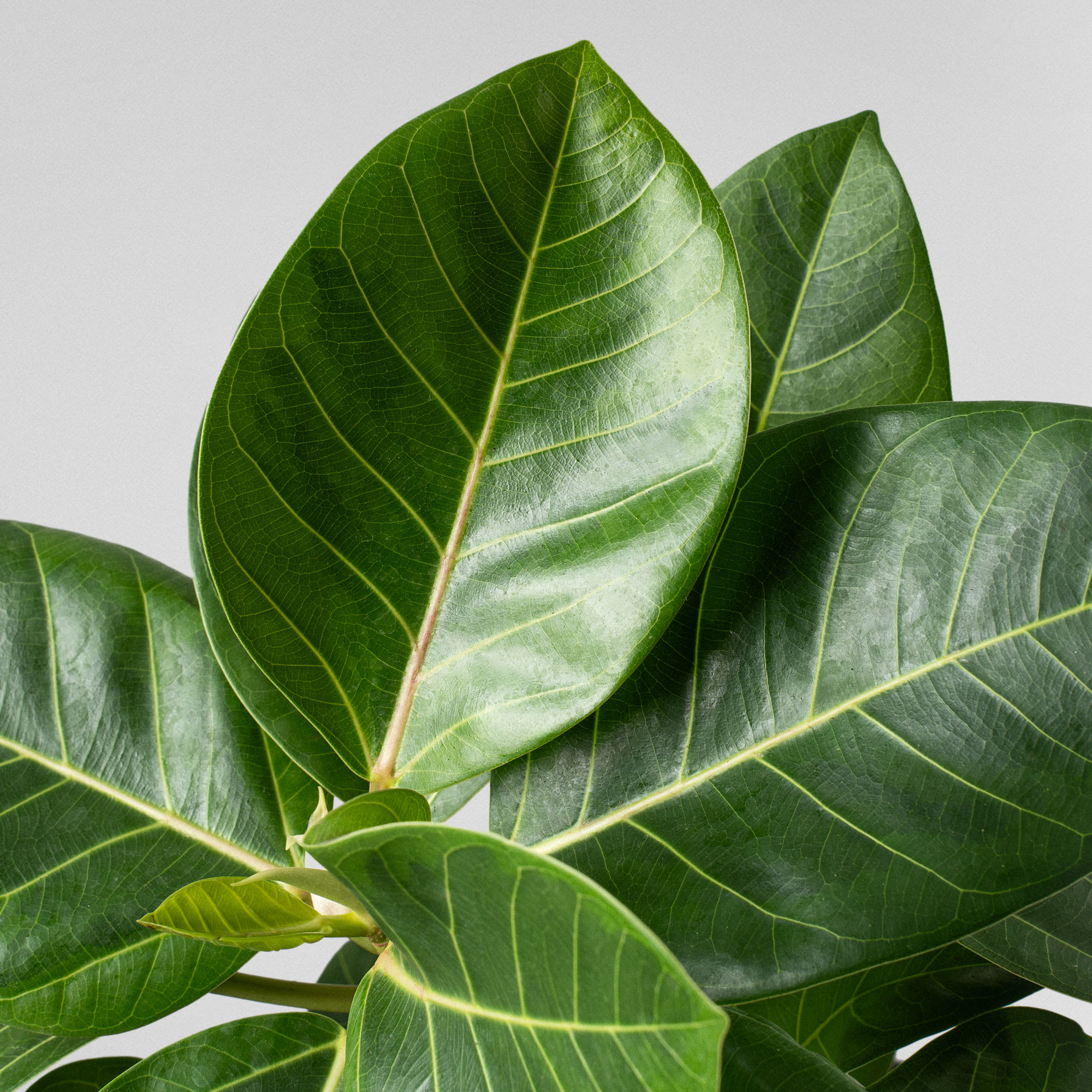 Comprar Ficus altissima | Fronda