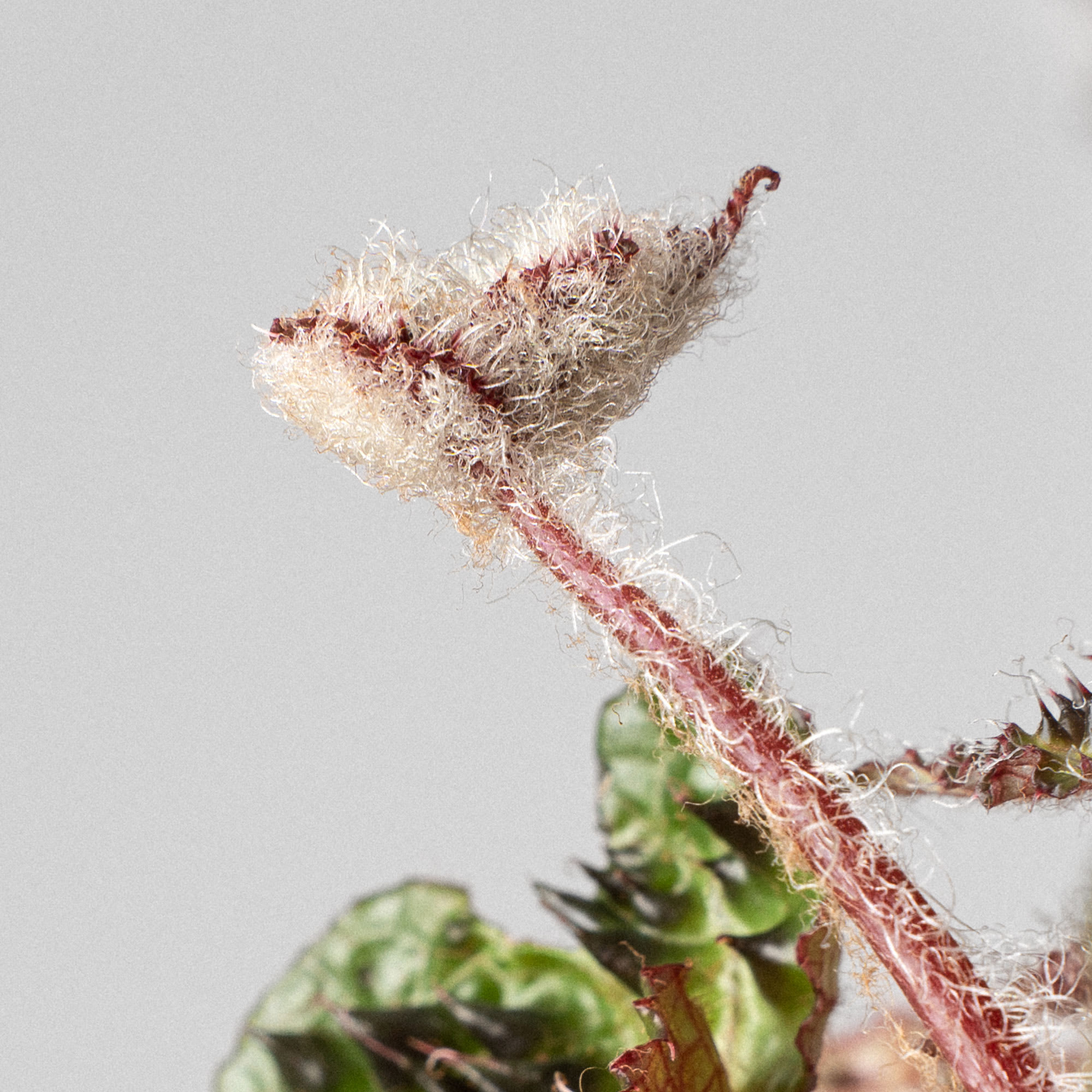 Comprar Begonia ferox 'Troll' | Fronda
