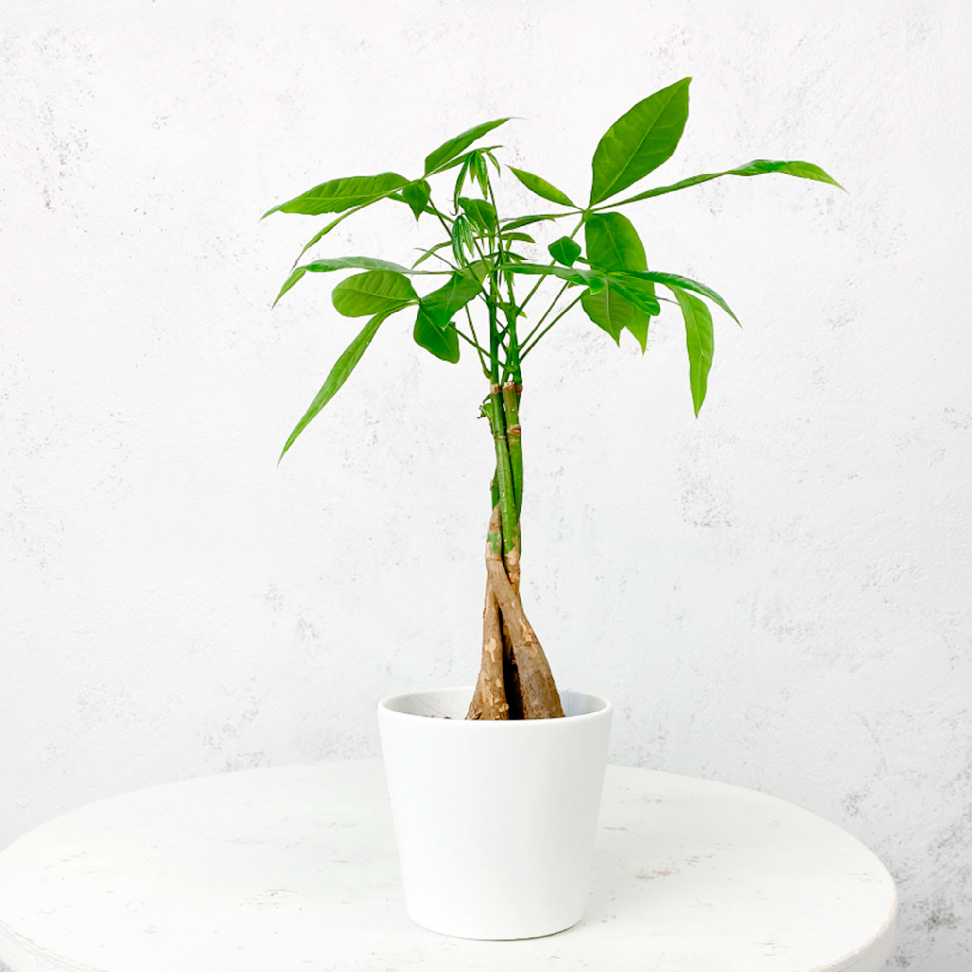 Comprar Pachira aquatica Mini | Fronda