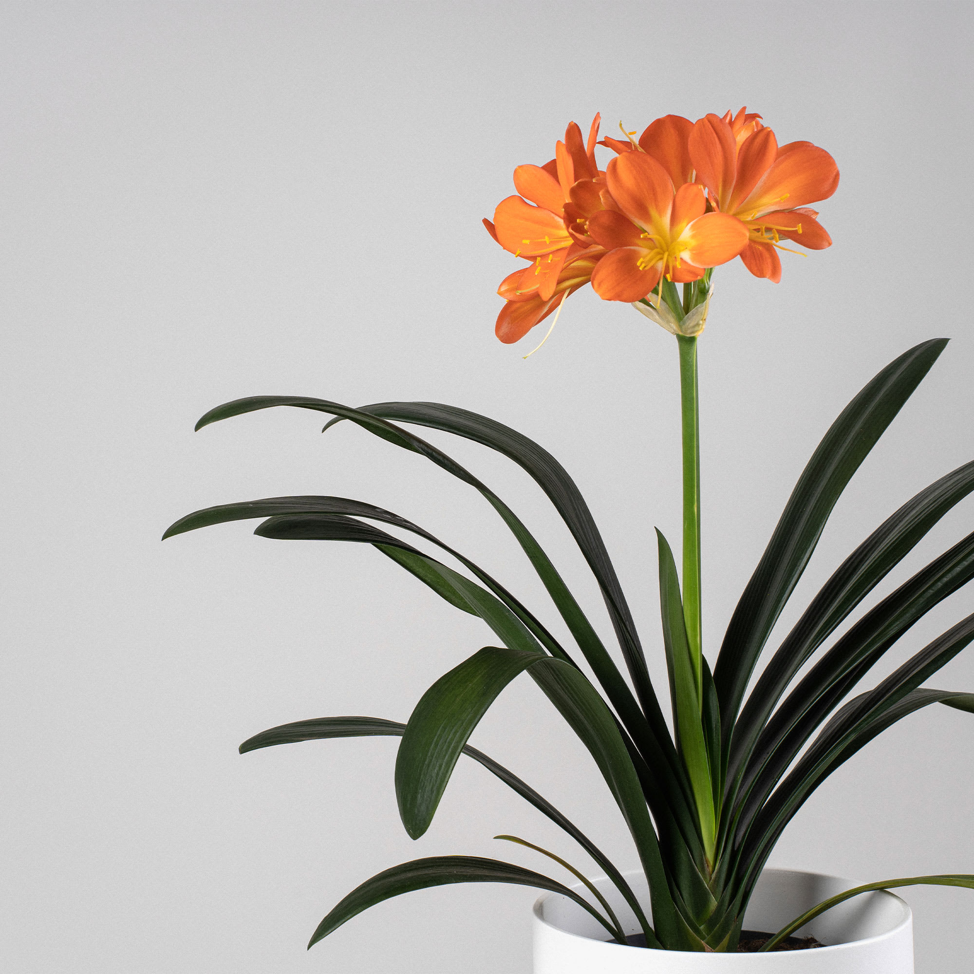 Comprar Clivia miniata | Fronda