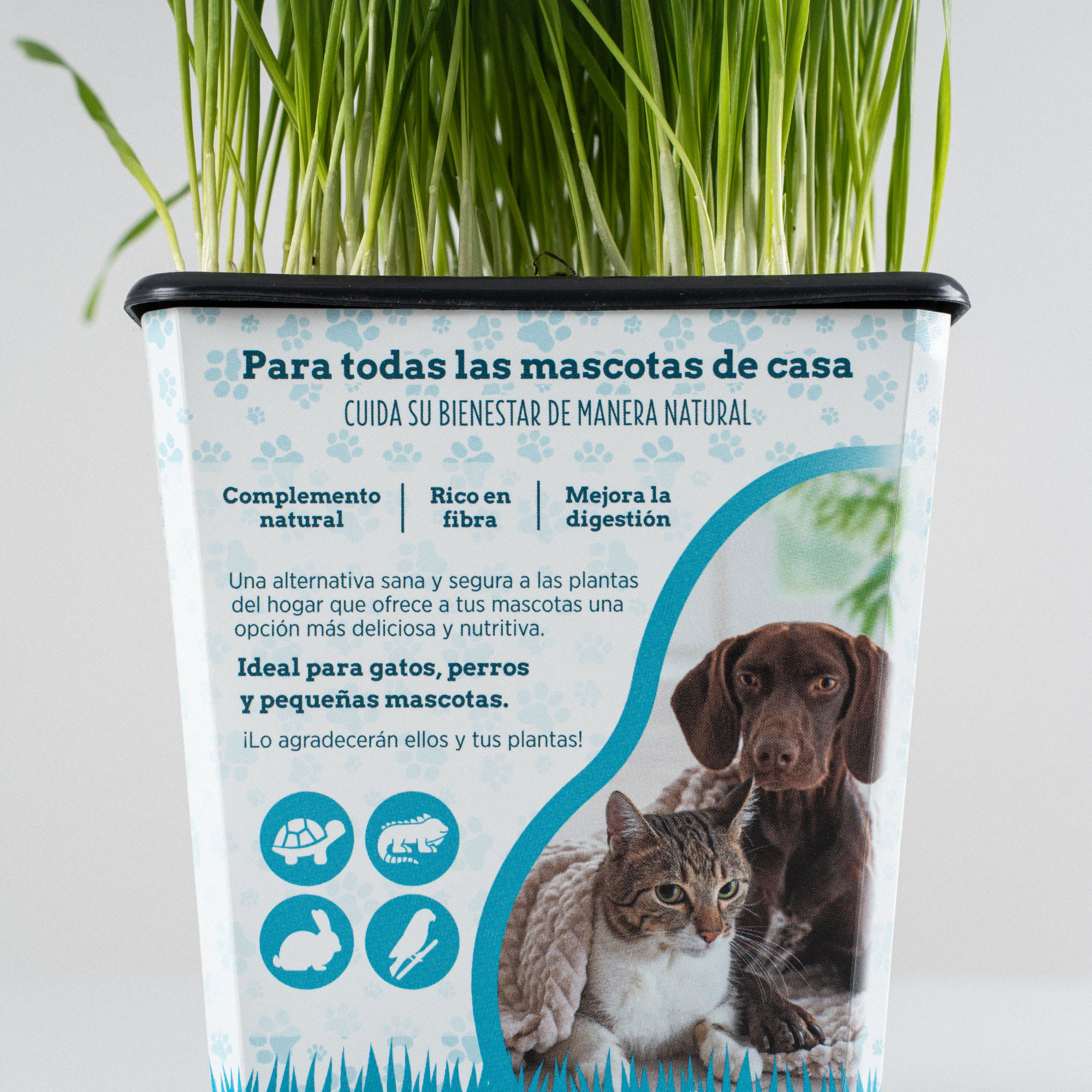 Comprar Hierba gatera | Fronda