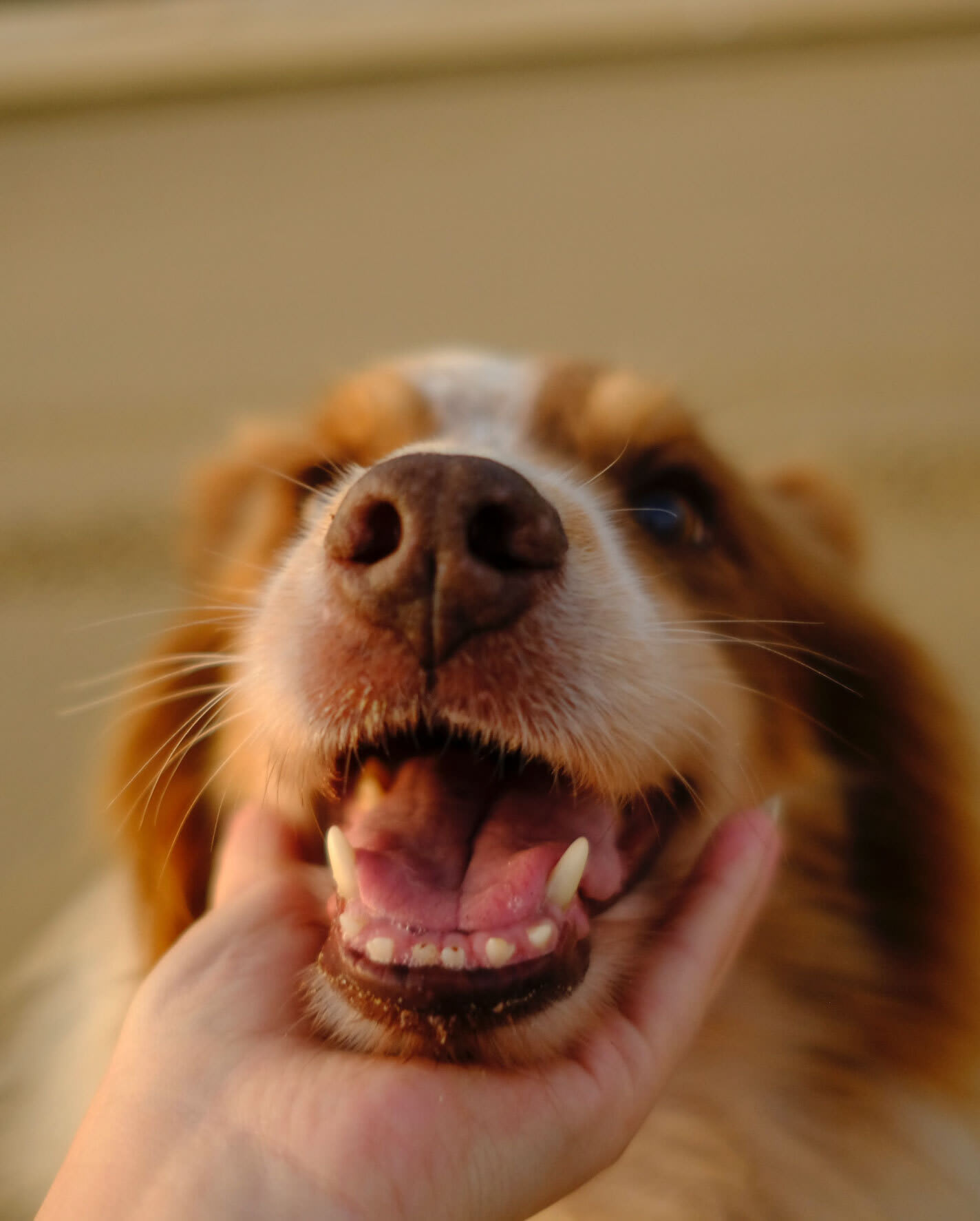La salud de tu mascota comienza en su boca - Fronda Centros de Jardinería