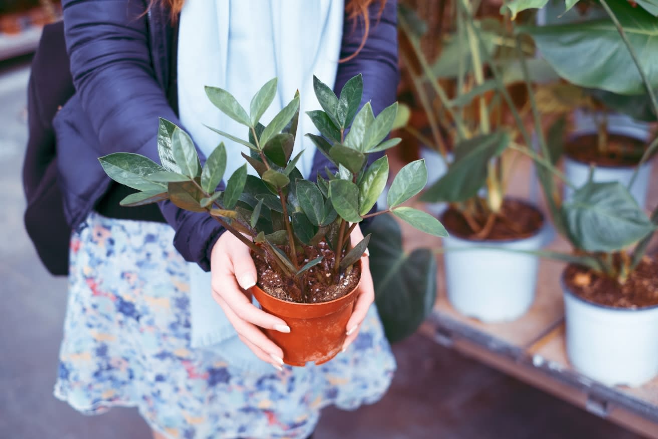 Qué necesito al comprar una planta - Fronda Centros de Jardinería