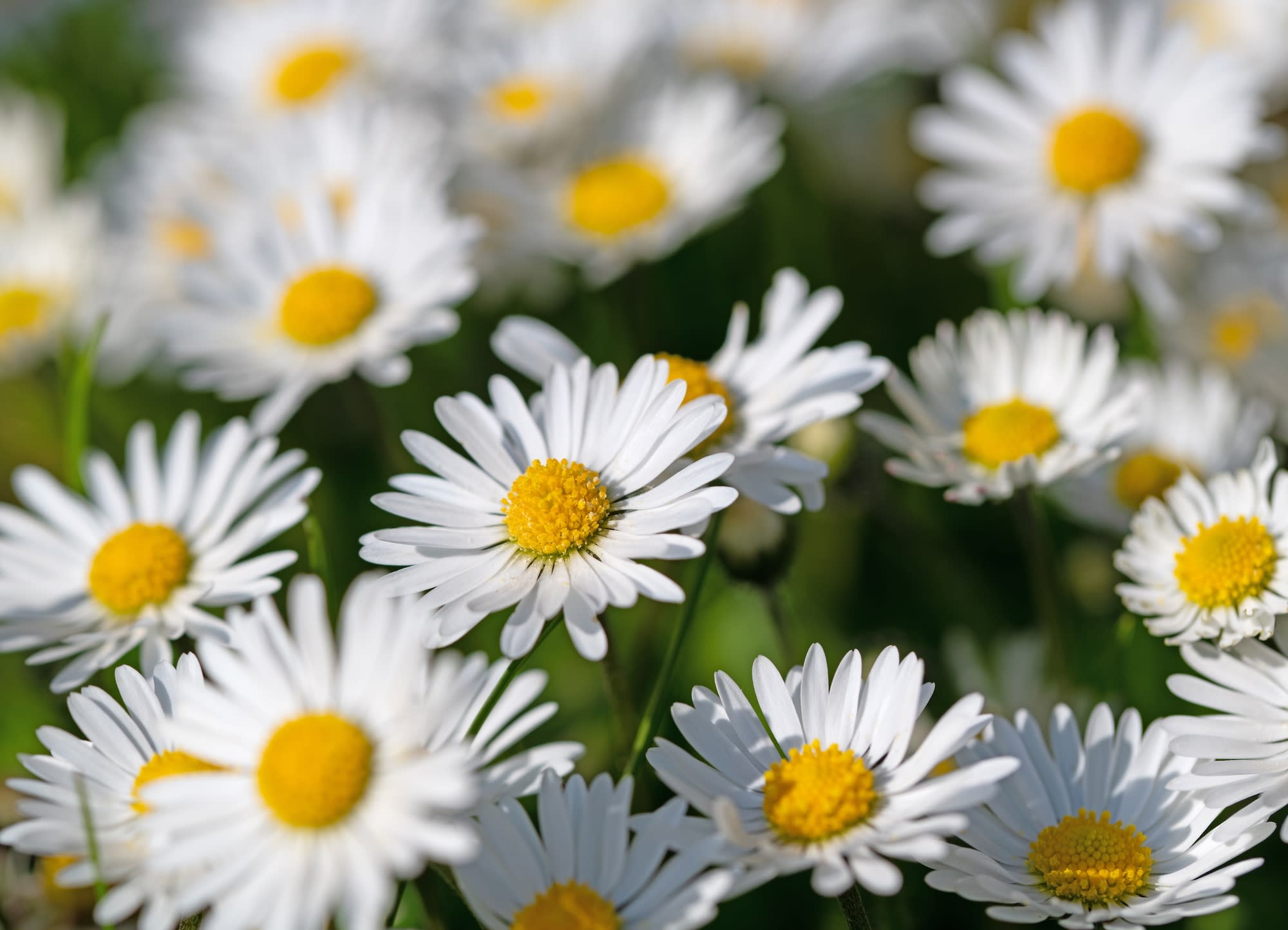 Pasión por la primavera - Fronda Centros de Jardinería