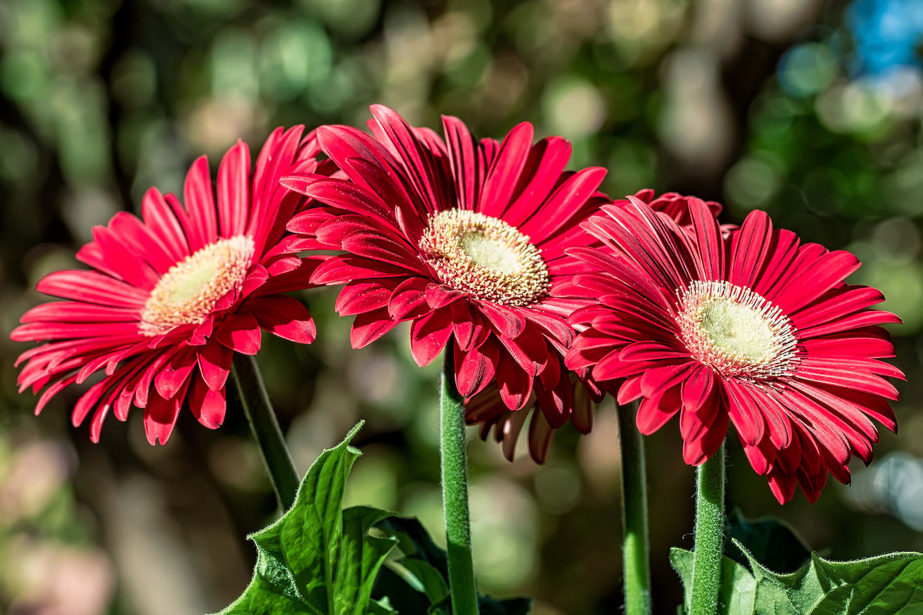 Demuestra tu amor con plantas - Fronda Centros de Jardinería