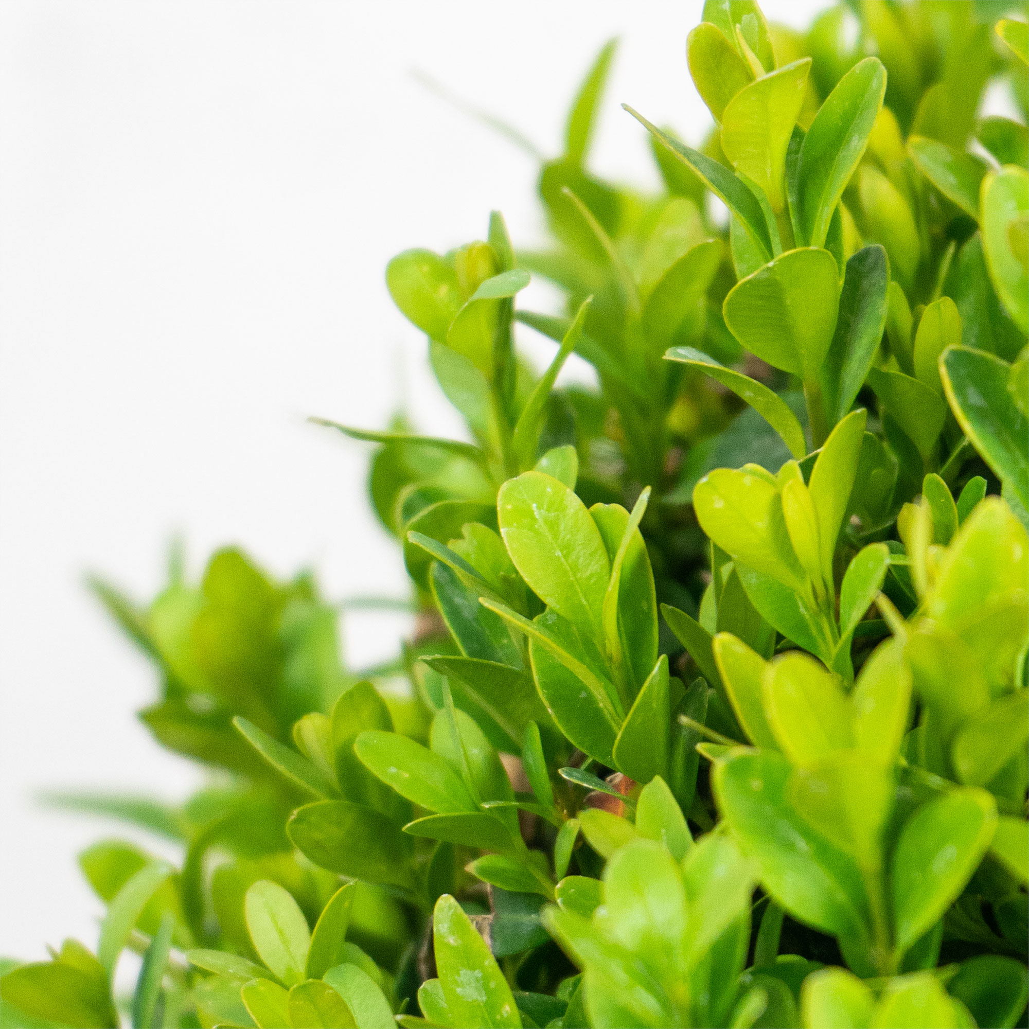 Buxus Sempervirens (Boj común) | Fronda