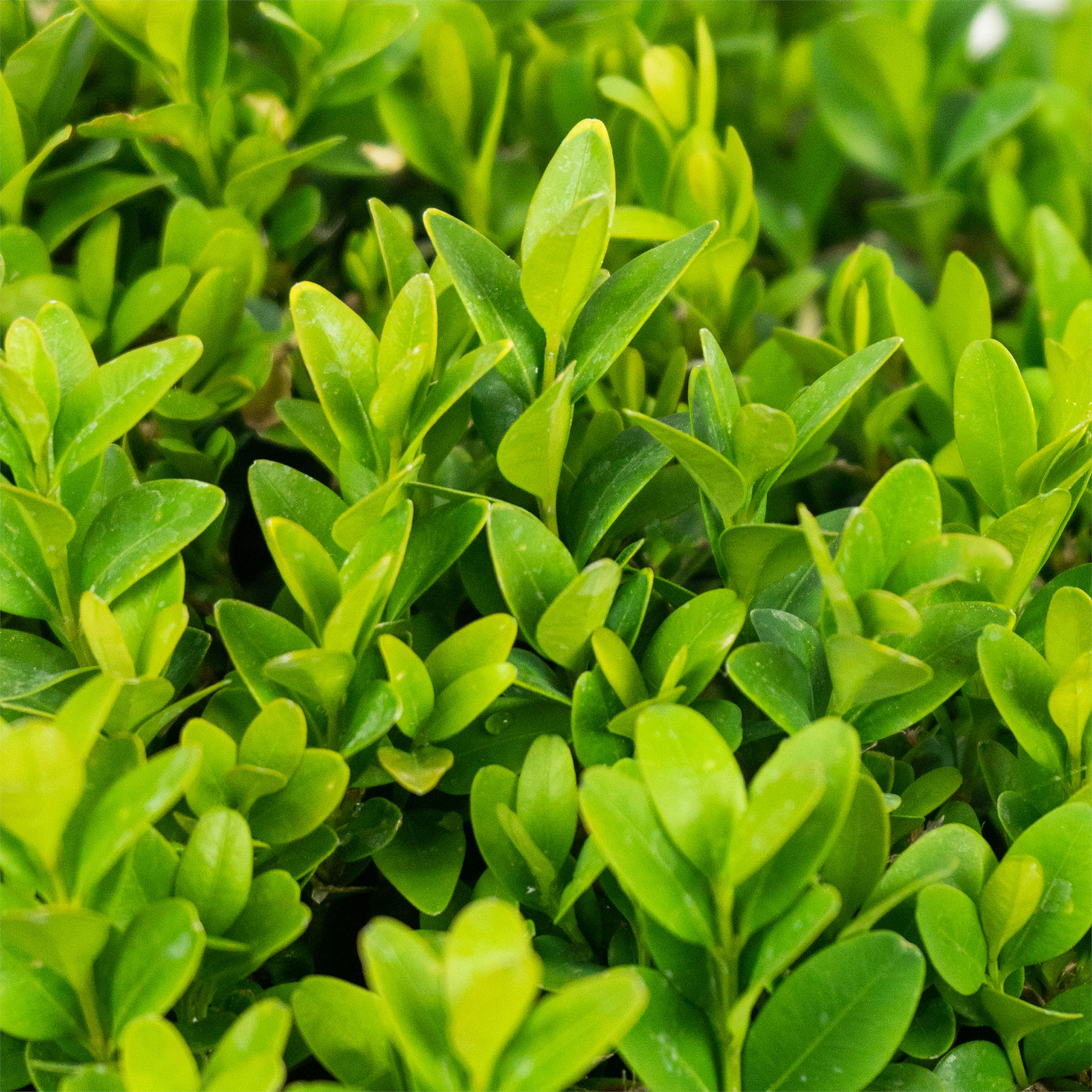 Buxus Sempervirens (Boj común) | Fronda