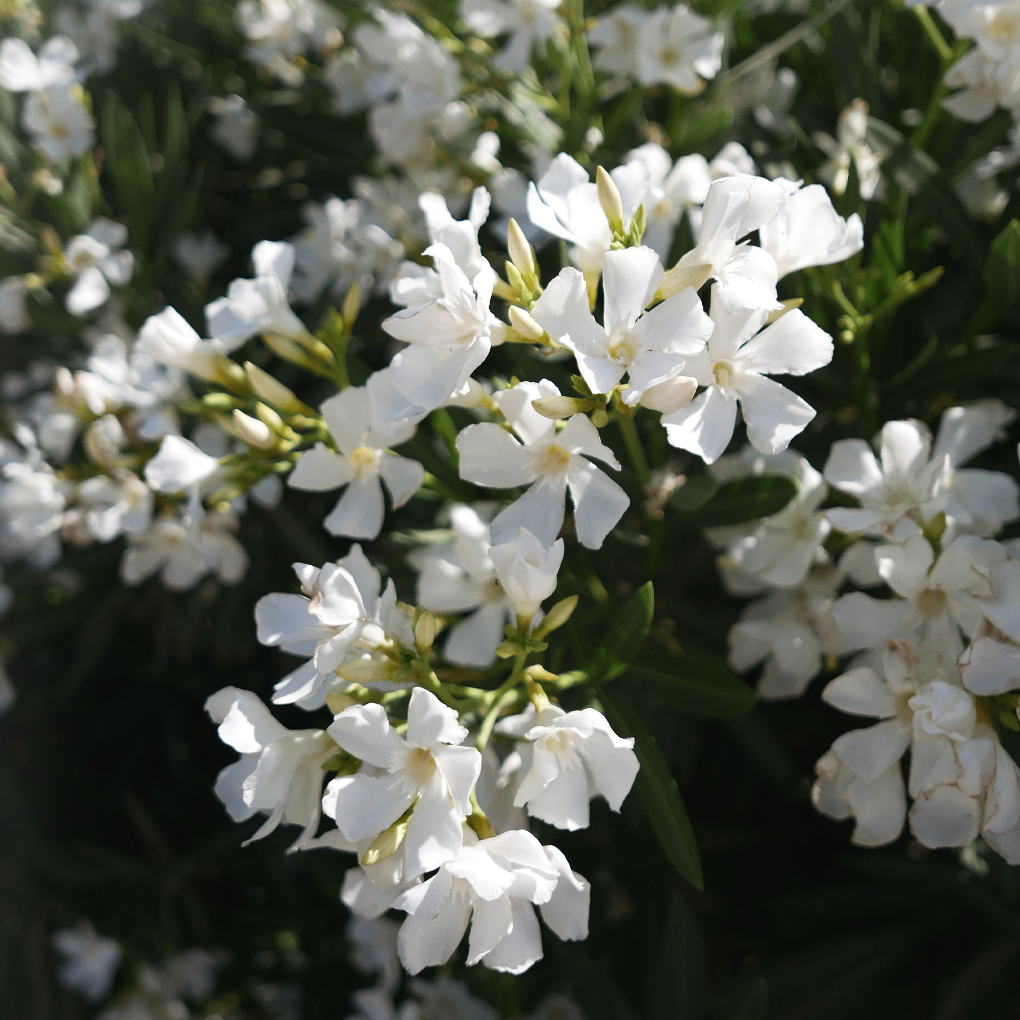 Adelfa blanca (nerium oleander) | Fronda