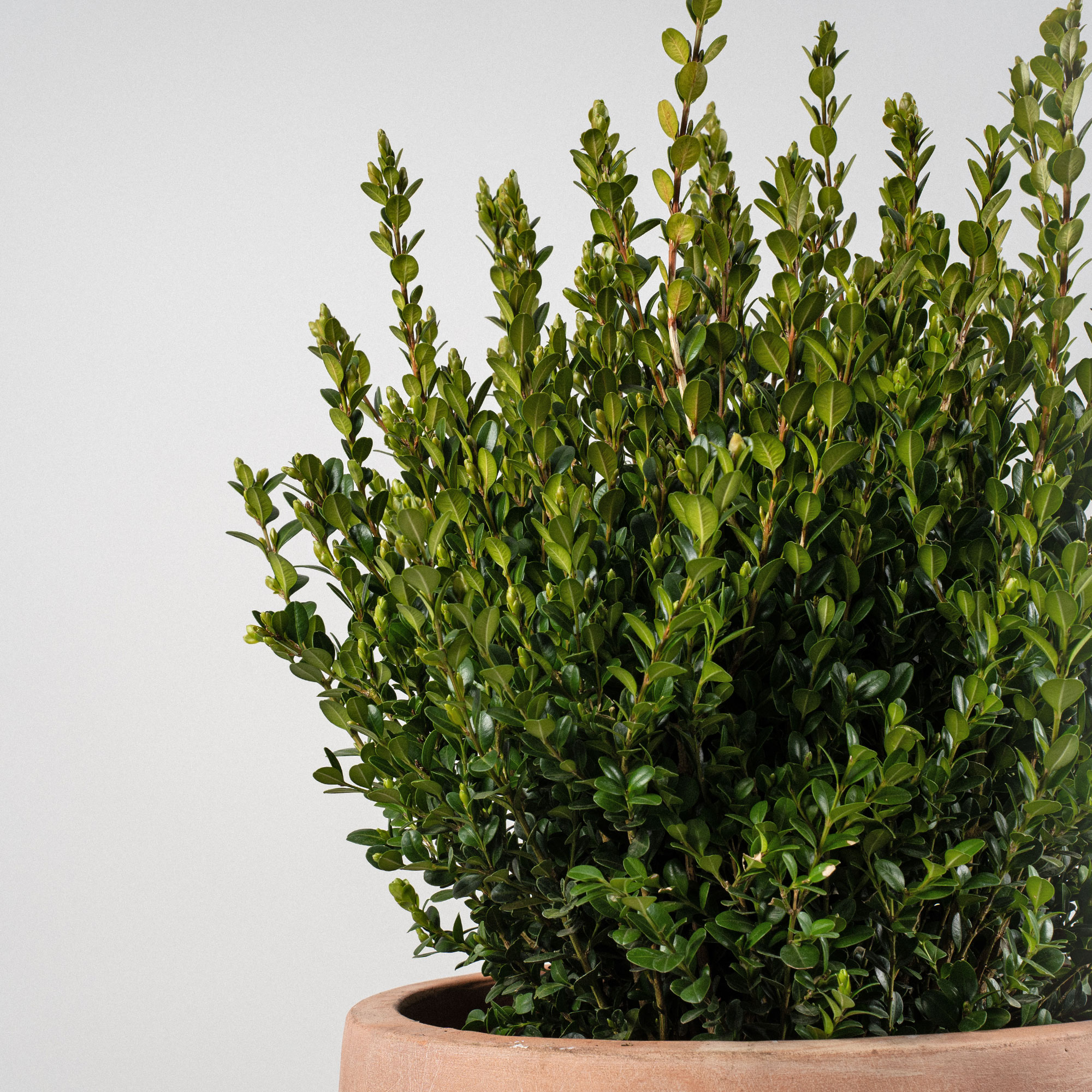 Boj arbusto (buxus microphylla faulkner) | Fronda