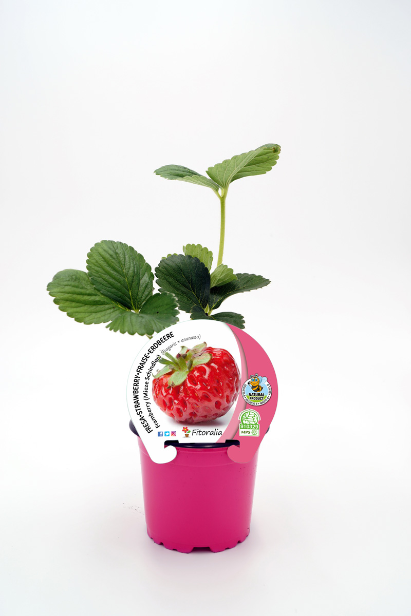 Fresa framberry - Planta de huerto | Fronda