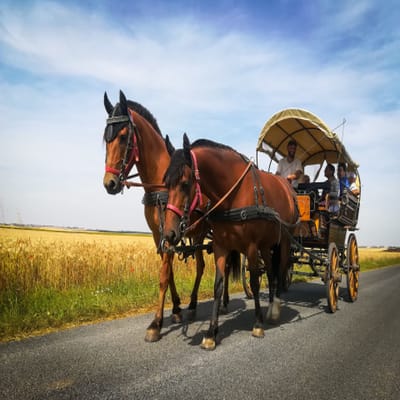 Horse-drawn carriage ride in Gironville (77)