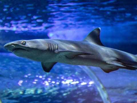 Grand Aquarium de Touraine (37) : billets, tarifs & avis