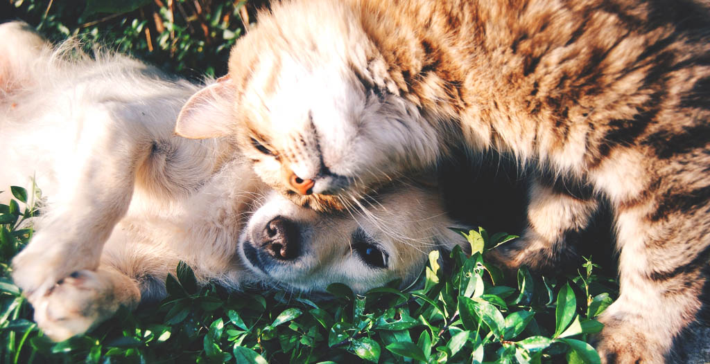 A Comprehensive Guide to Pet Funerals | Funeralocity