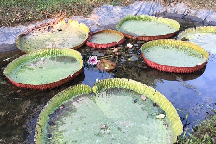 Aambagan â€“ The Riverside Treehouse Arambag