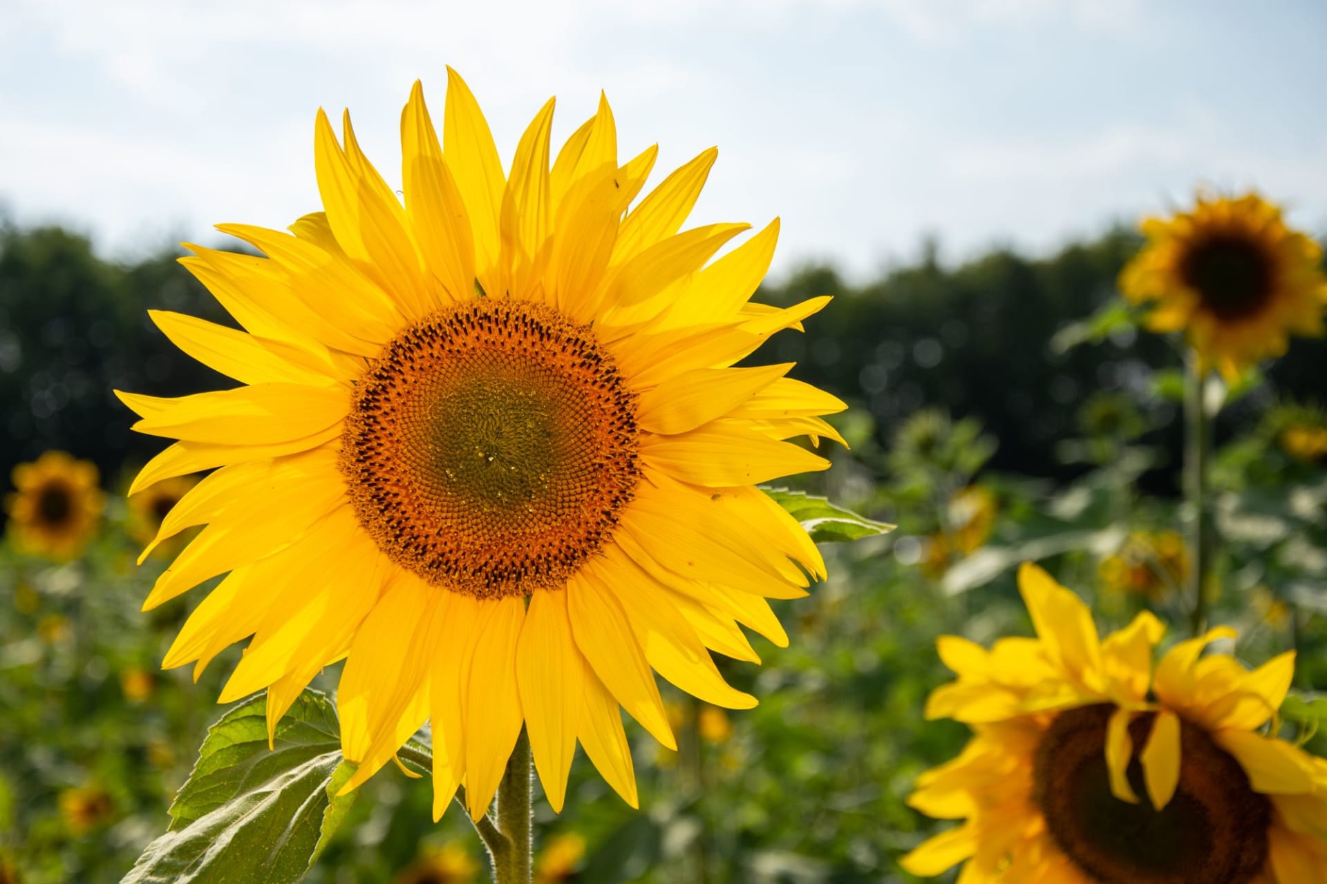 Sunflower Festival at The Cotswold Farm Park Sunflower Festival at The Cotswold Farm Park