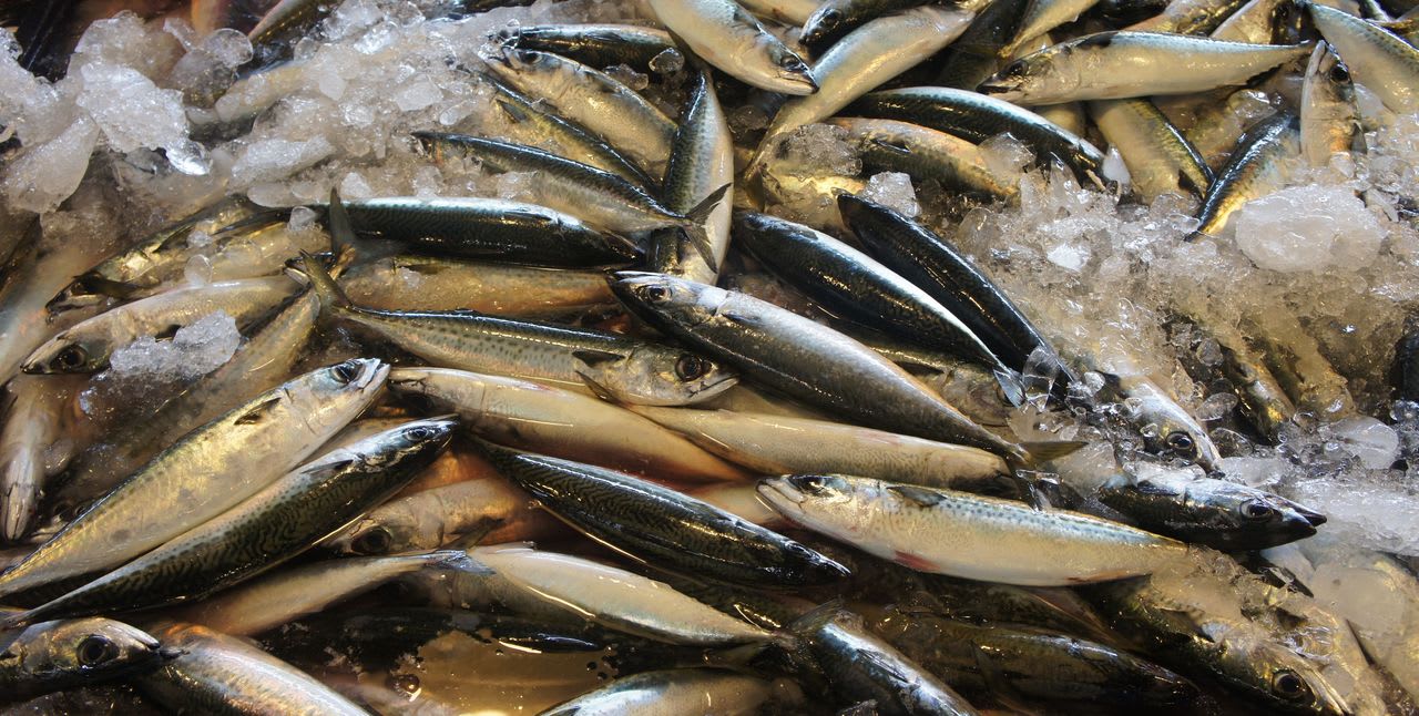 「イワシ並みに小さい割に高い」にもかかわらず売れ続ける…庶民の秋の味覚「サンマ」が日本人にとって“特別な魚”であるワケ（川本 大吾） - 2 ...