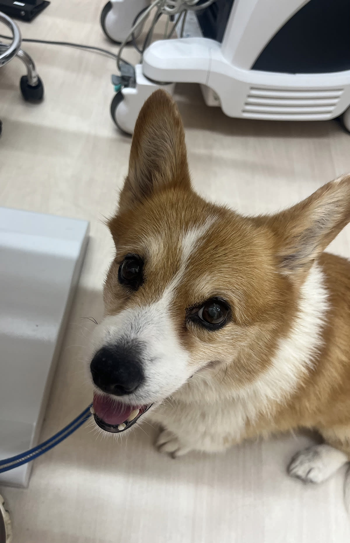 IMALU「何気なく行った病院で…」突然の愛犬の腫瘍発覚に思ったこと（IMALU） - 3ページ目 | FRaU the Earth