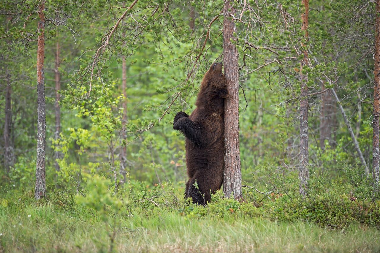 「牛を襲うヒグマ」OSO18の姿を、ついにカメラに捉えた！ “痕跡を消す”異形のヒグマの実態は…？（山森 英輔,有元 優喜） | ＋αオンライン | 講談社