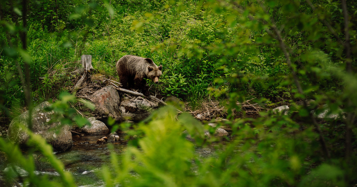 “現役最強のヒグマハンター”が語る、ヒグマを仕留める極意——「異形のヒグマOSO18」を求めて（山森 英輔,有元 優喜） | ＋αオンライン | 講談社